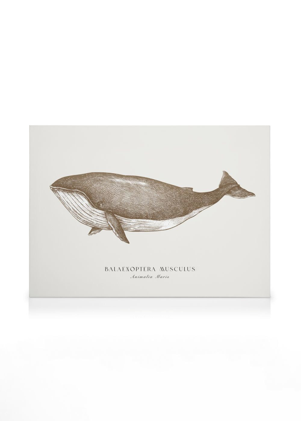 Blue Whale Toile illustration baleine vintage | Poster Store FR