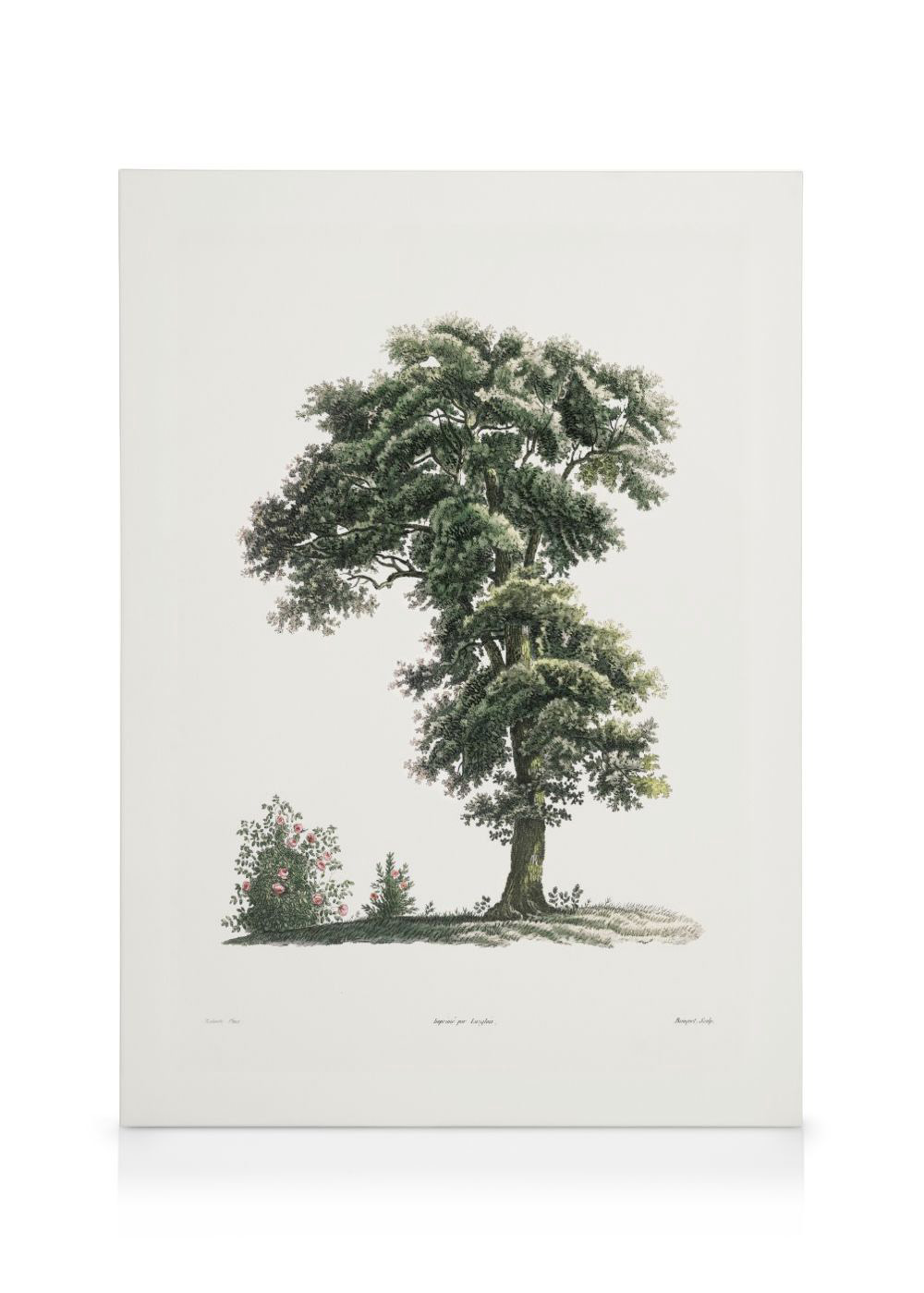 Classical Tree Illustration Botanical Canvas | Poster Store US