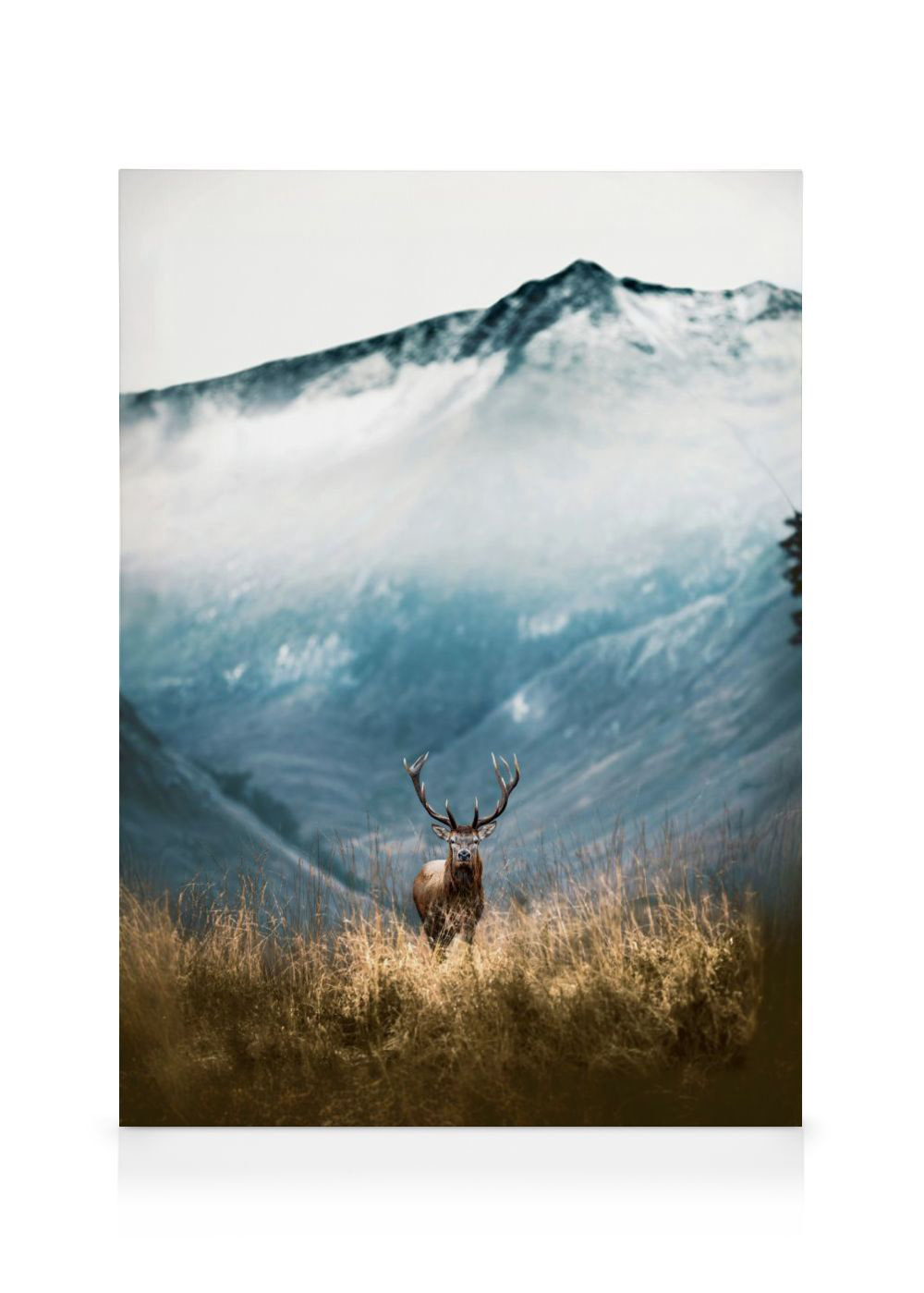 Berg Hirsch Natur Leinwandbild | Poster Store DE