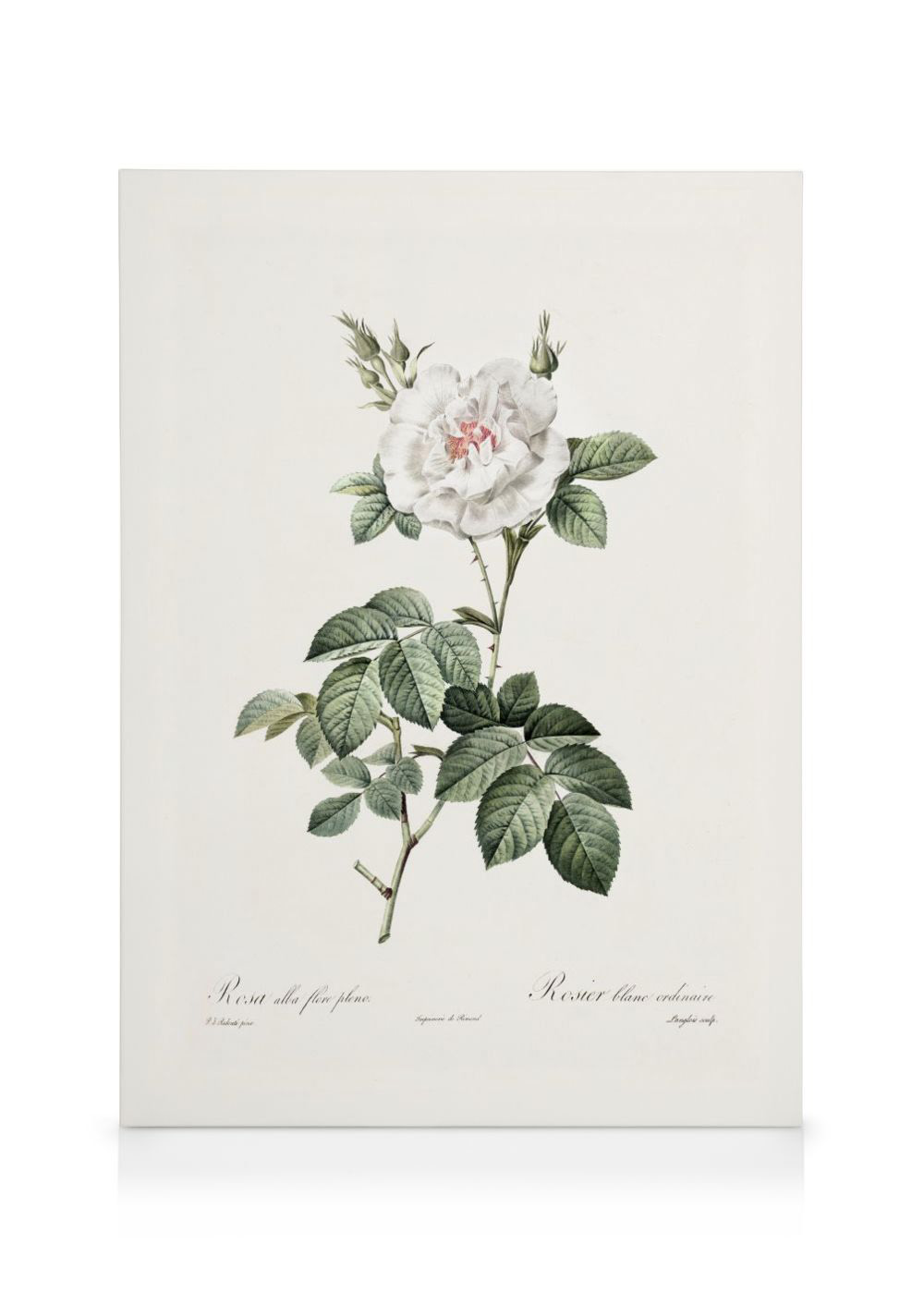 White Rose Illustration Botanical Art Canvas | Poster Store UK