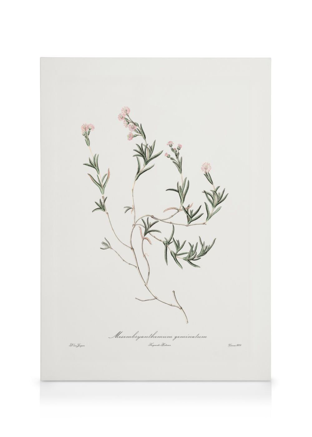 Pink Plant Illustration Botanical Art Canvas | Poster Store US