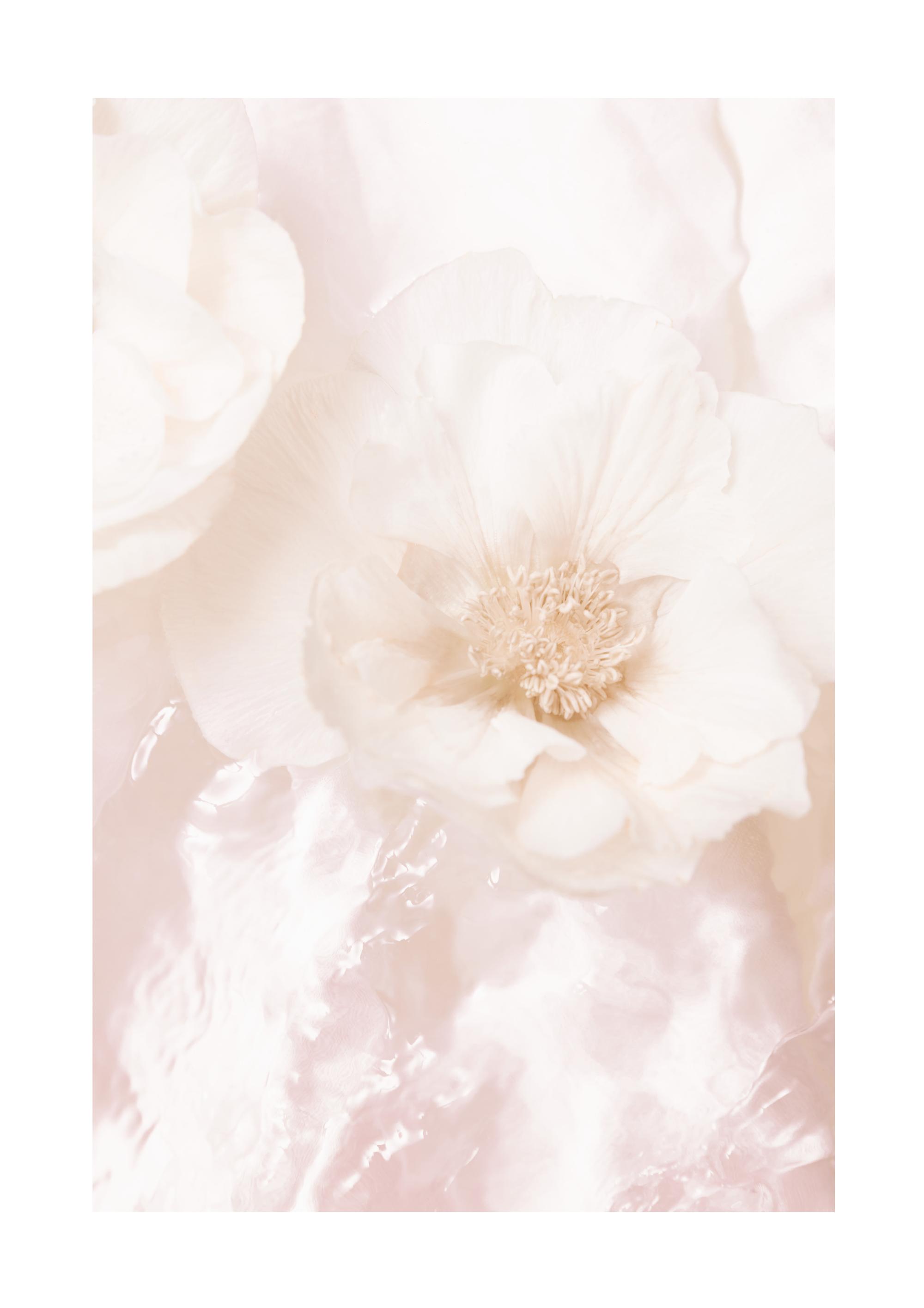 Faded Roses Poster with Romantic Flower Art | Poster Store US