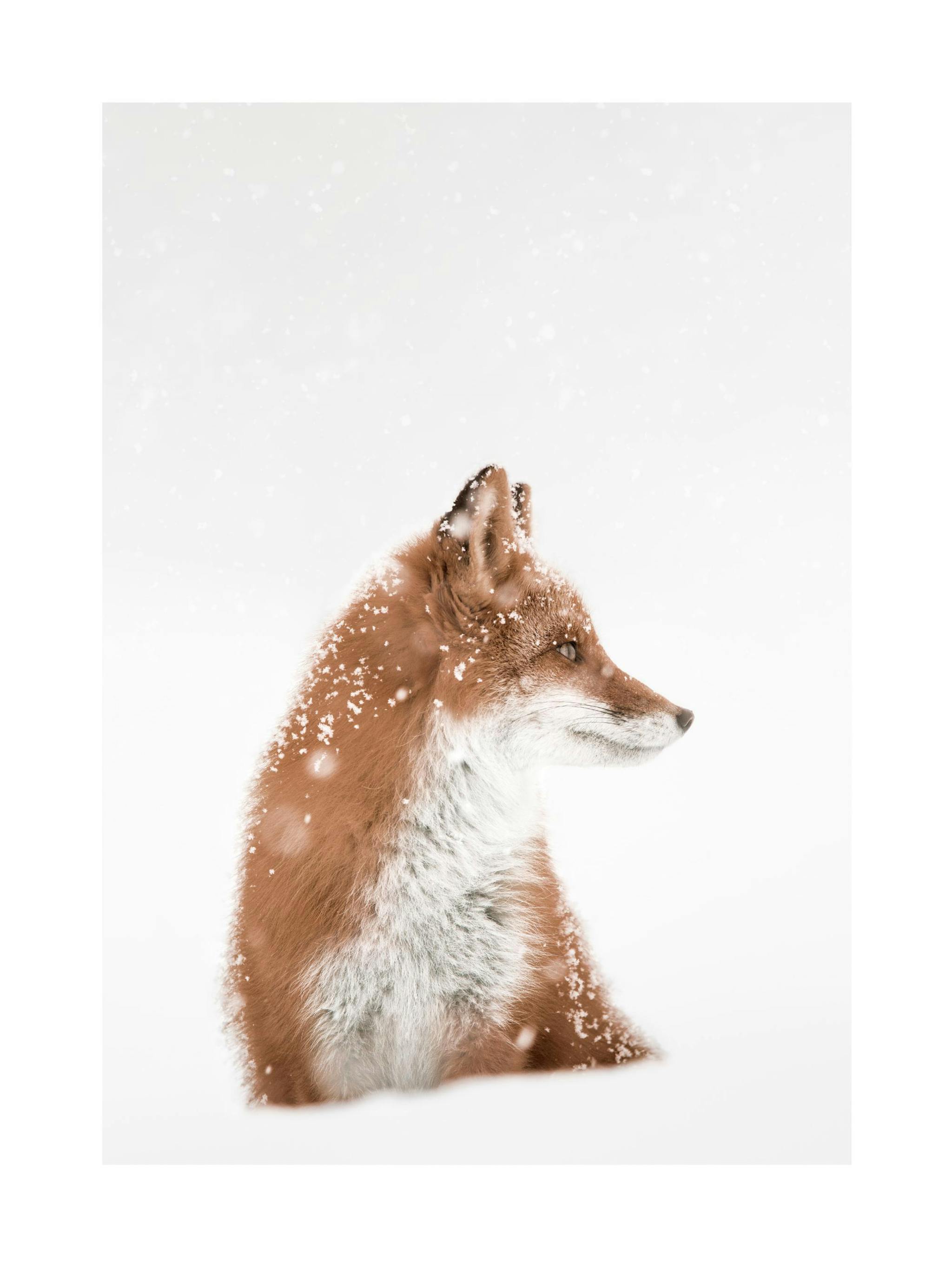 Galleriaseinä talvi julisteet käpyjä, kettu ja punahirvi | Luonnon ...