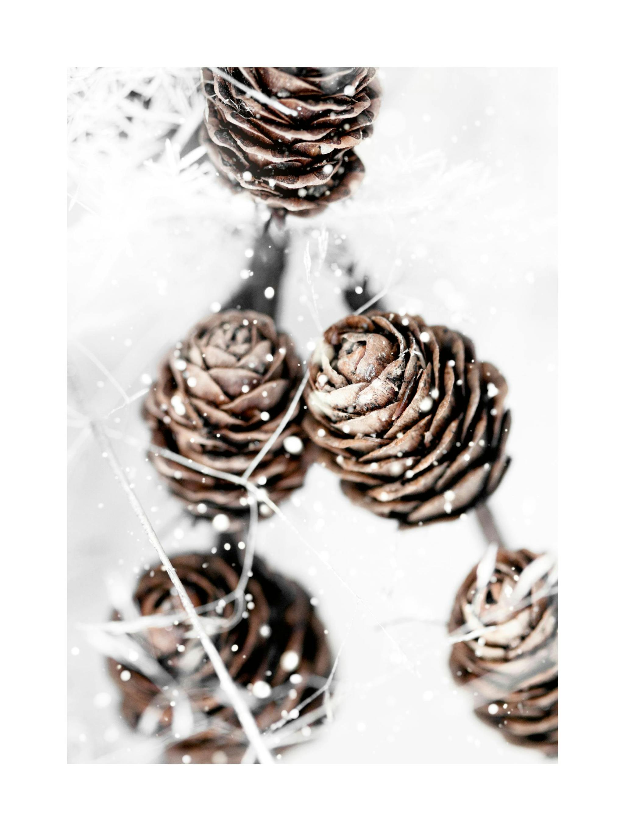 Galleriaseinä talvi julisteet käpyjä, kettu ja punahirvi | Luonnon ...