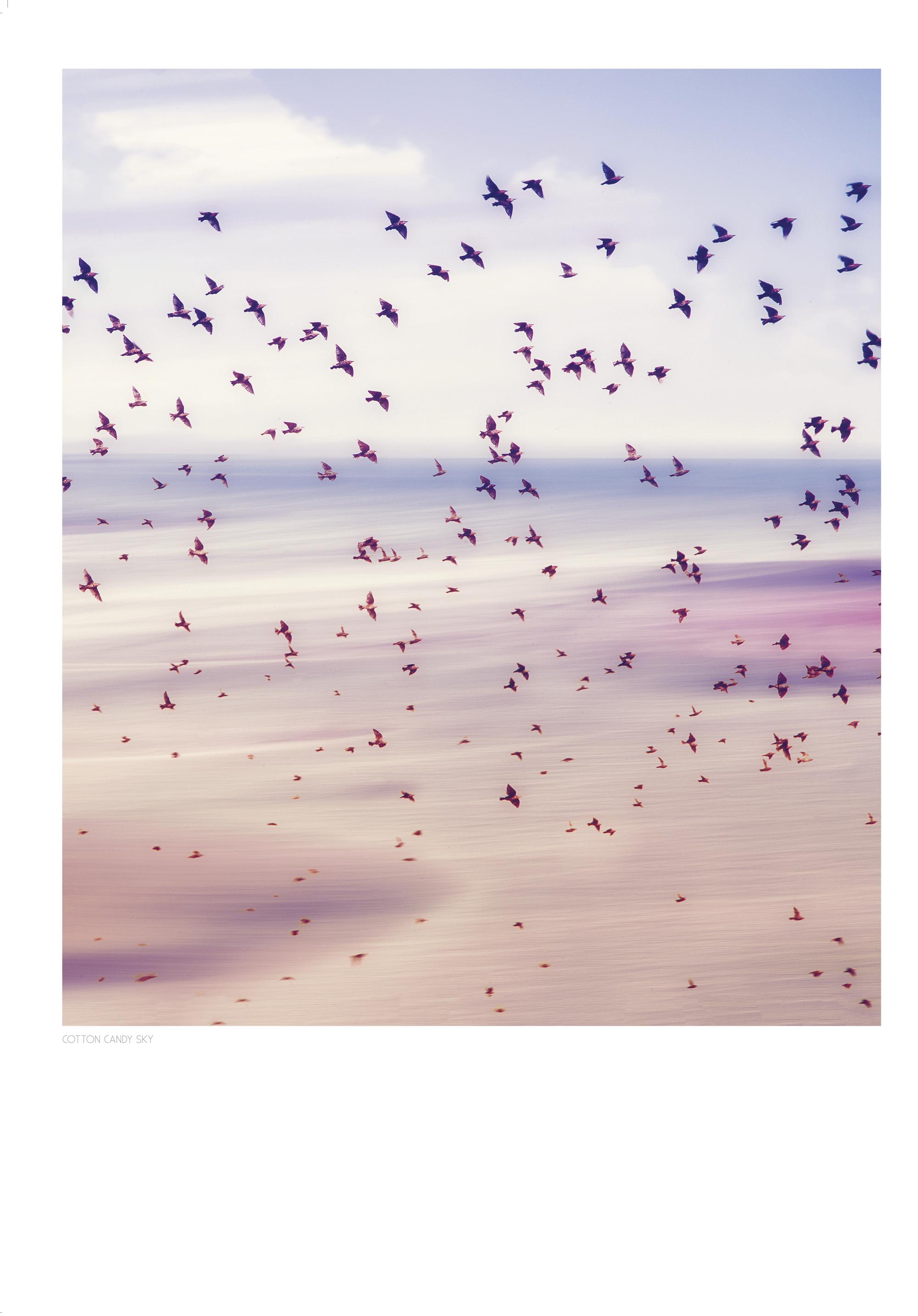 Spring Migration Poster | Spring Migration Poster Print | Poster Store New Zealand