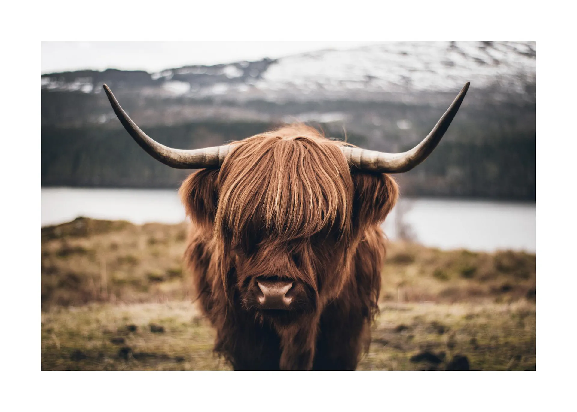 Highland Cattle Poster Scottish Animal | Poster Store NZ