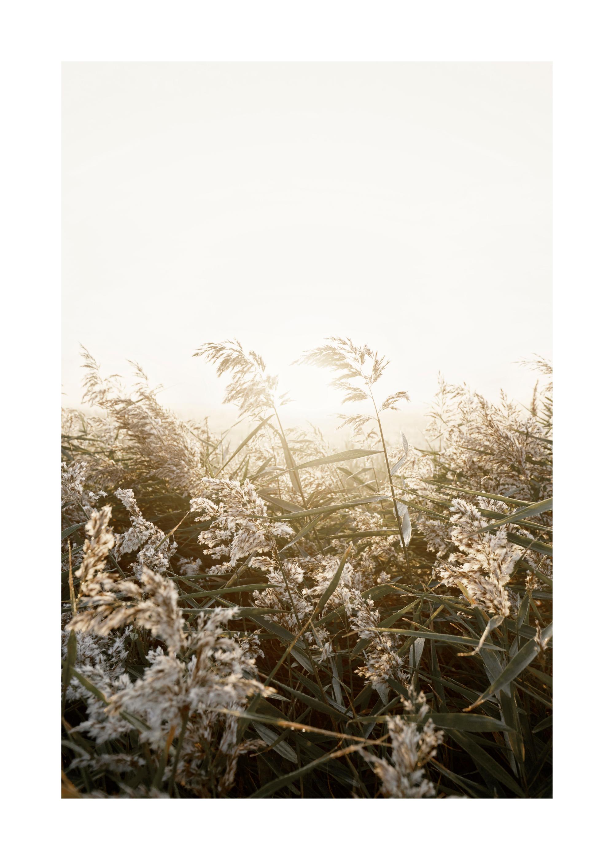 Zonnig Veld Poster | Rustgevende natuur grasland poster kunst | Poster ...
