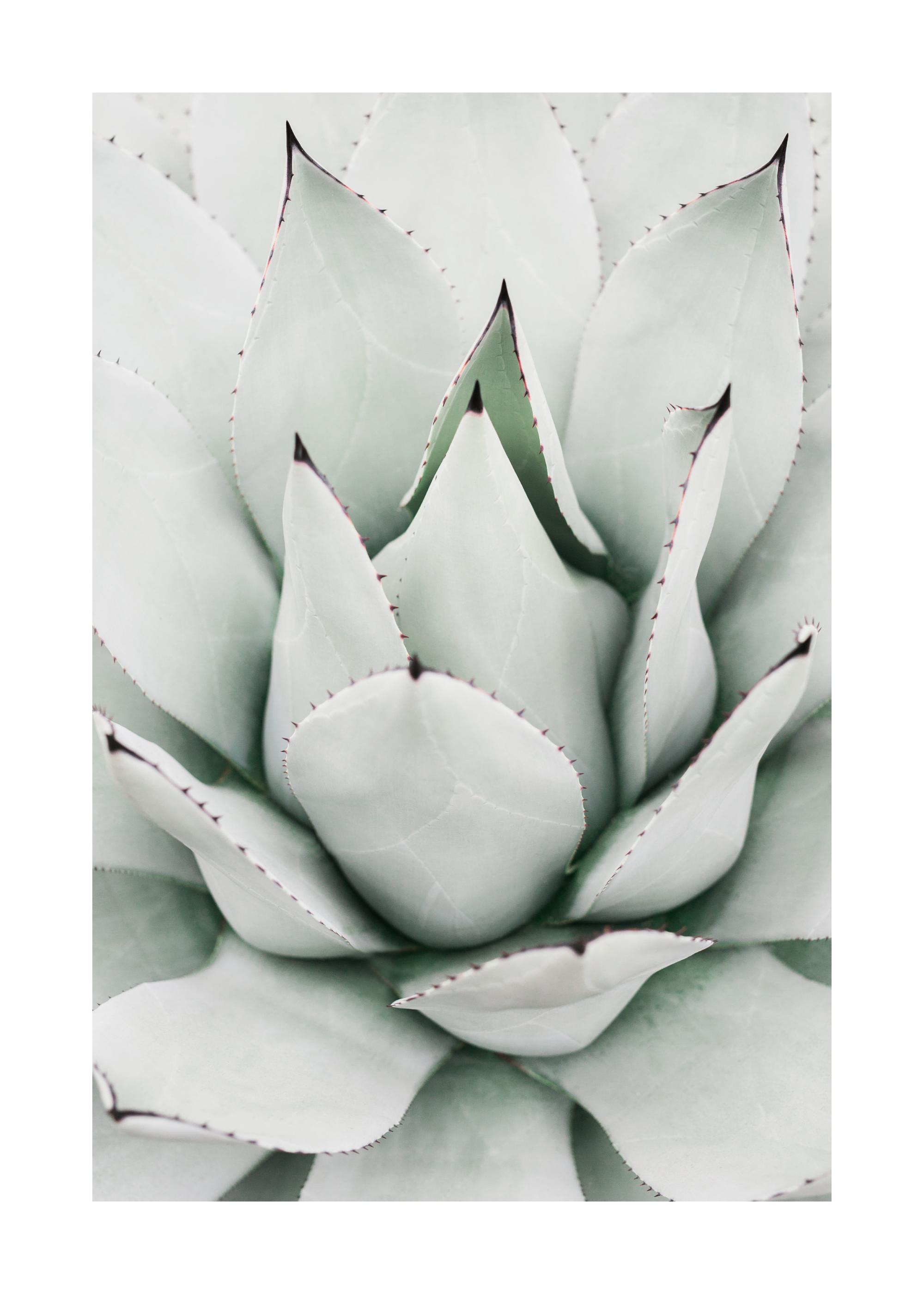 Green Agave Poster with Succulent Art | Poster Store US