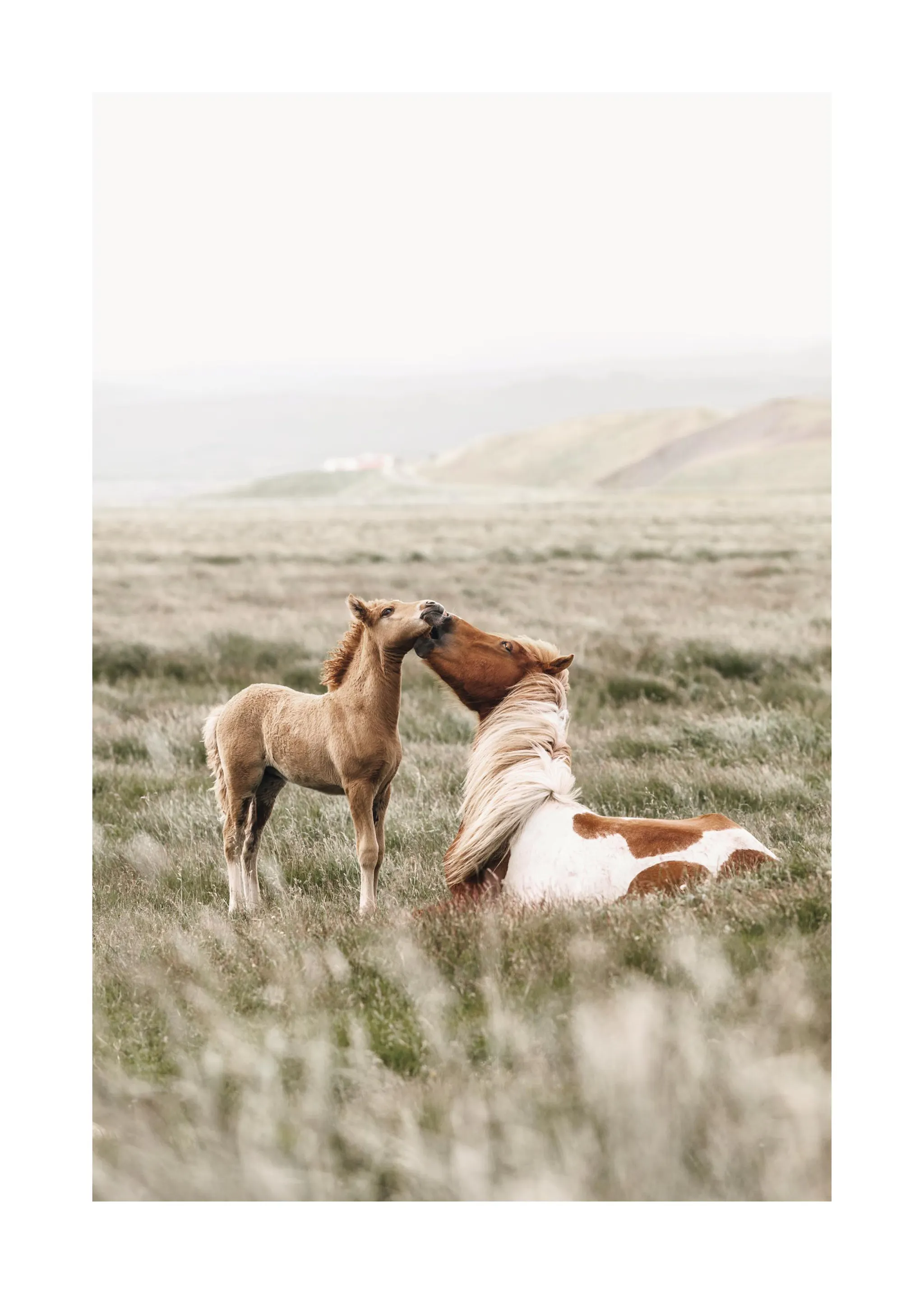 Posters d’animaux - Achat de posters d'animaux