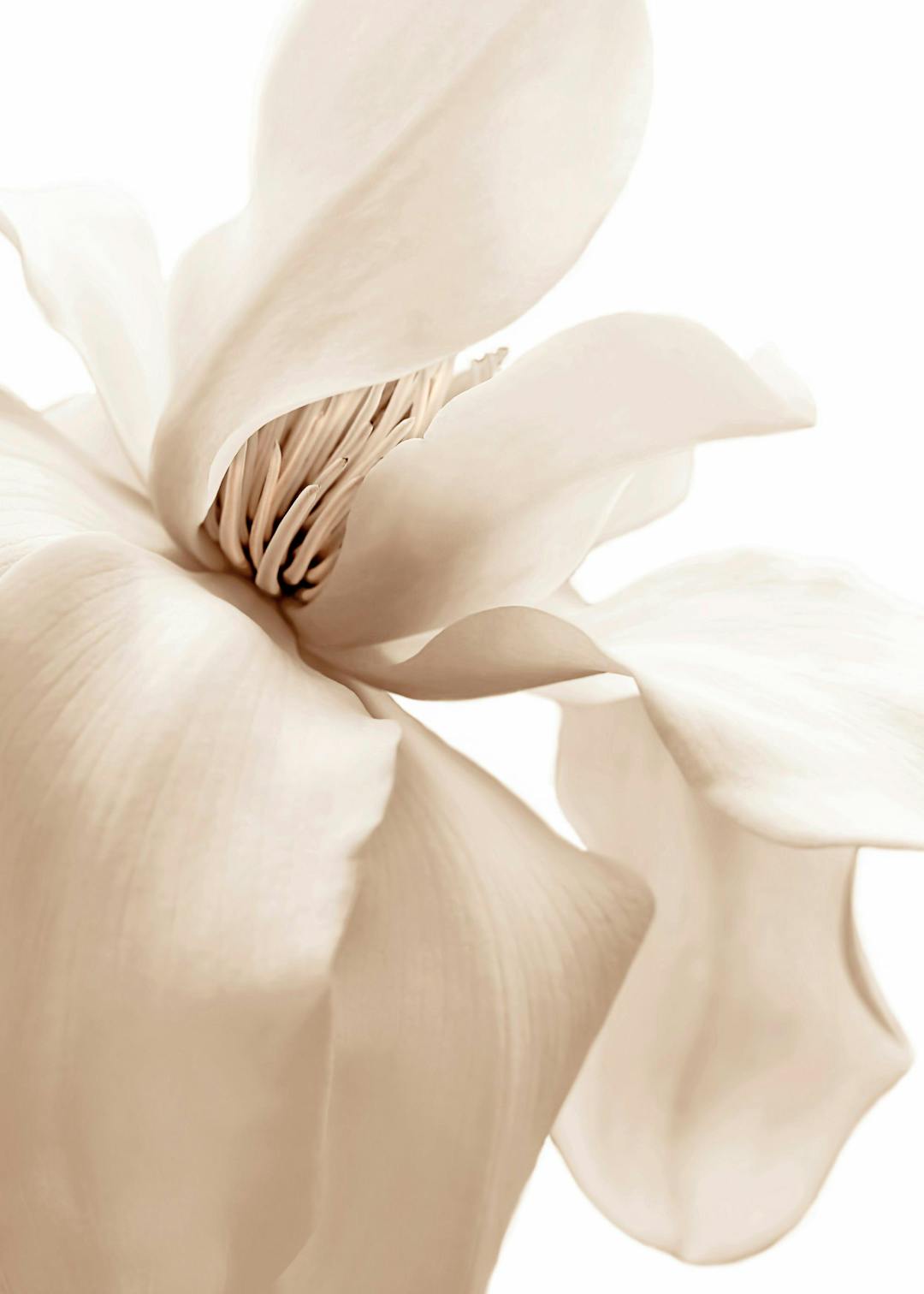 Flowering Magnolia Poster | White Flower Poster - Delicate Magnolia ...