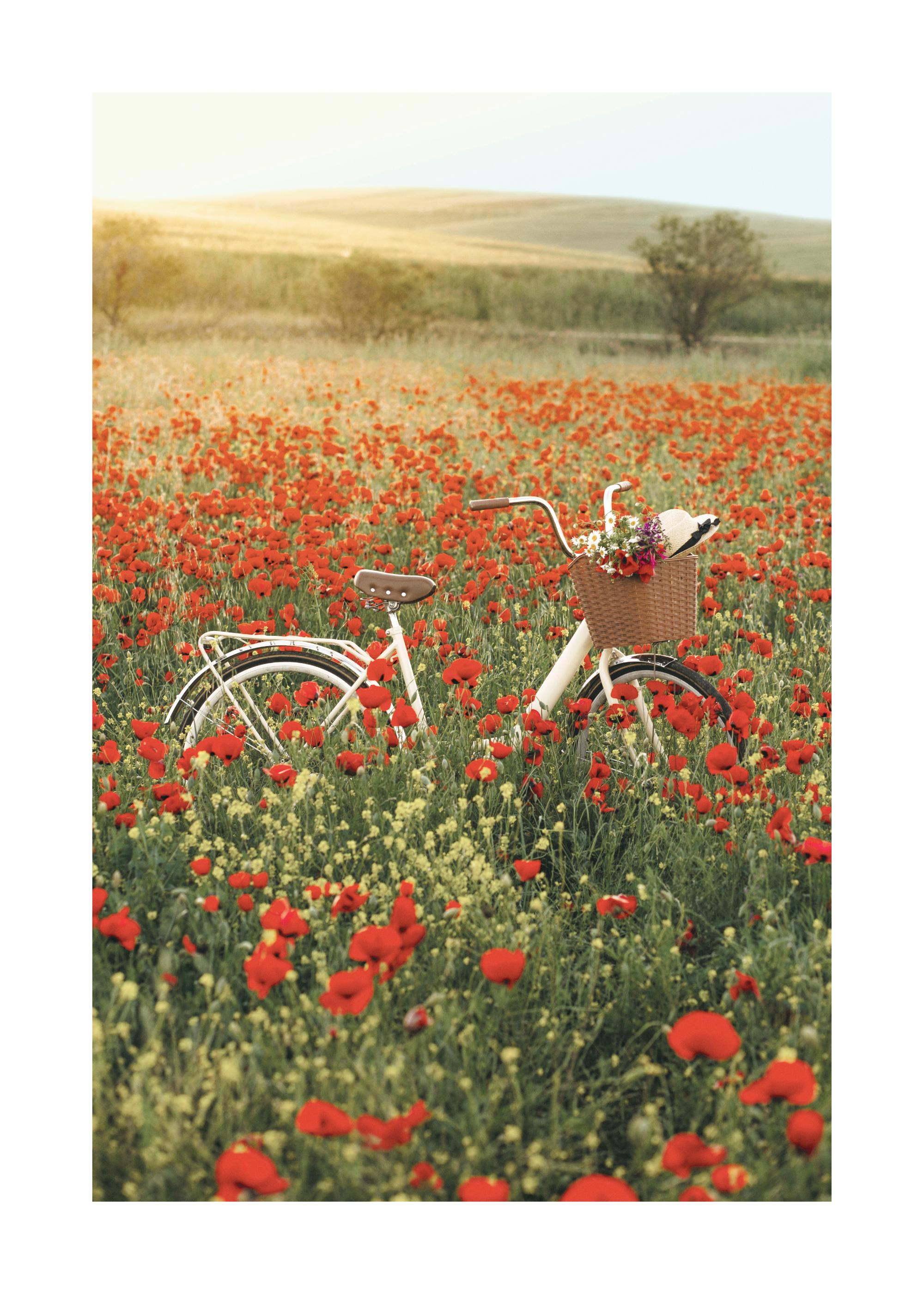 Fiets op Veld Poster met zomerlandschap | Poster Store NL