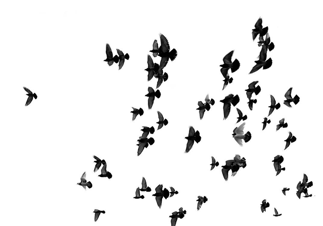 Flying Birds Poster | Flying Bird Poster | Elegant Wall Art by Poster ...