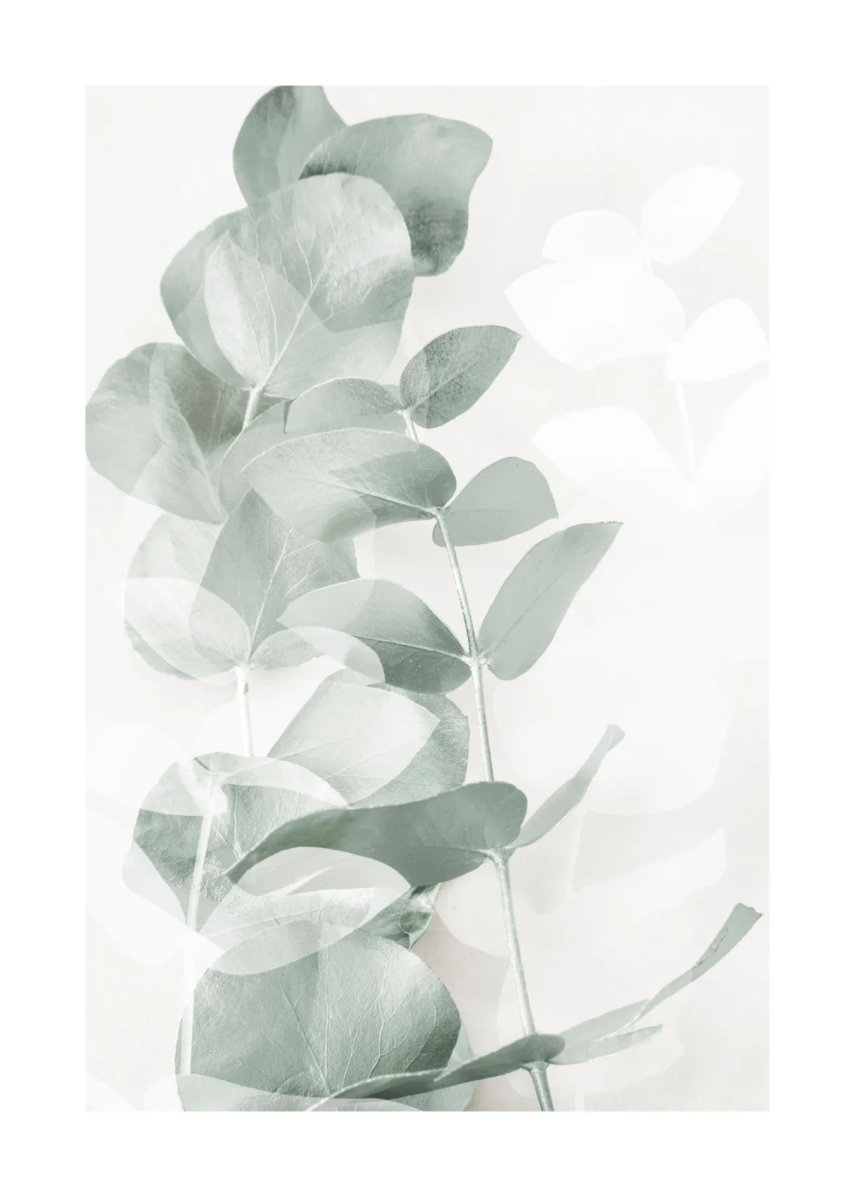 Affiche Eucalyptus minimaliste | Poster Store FR