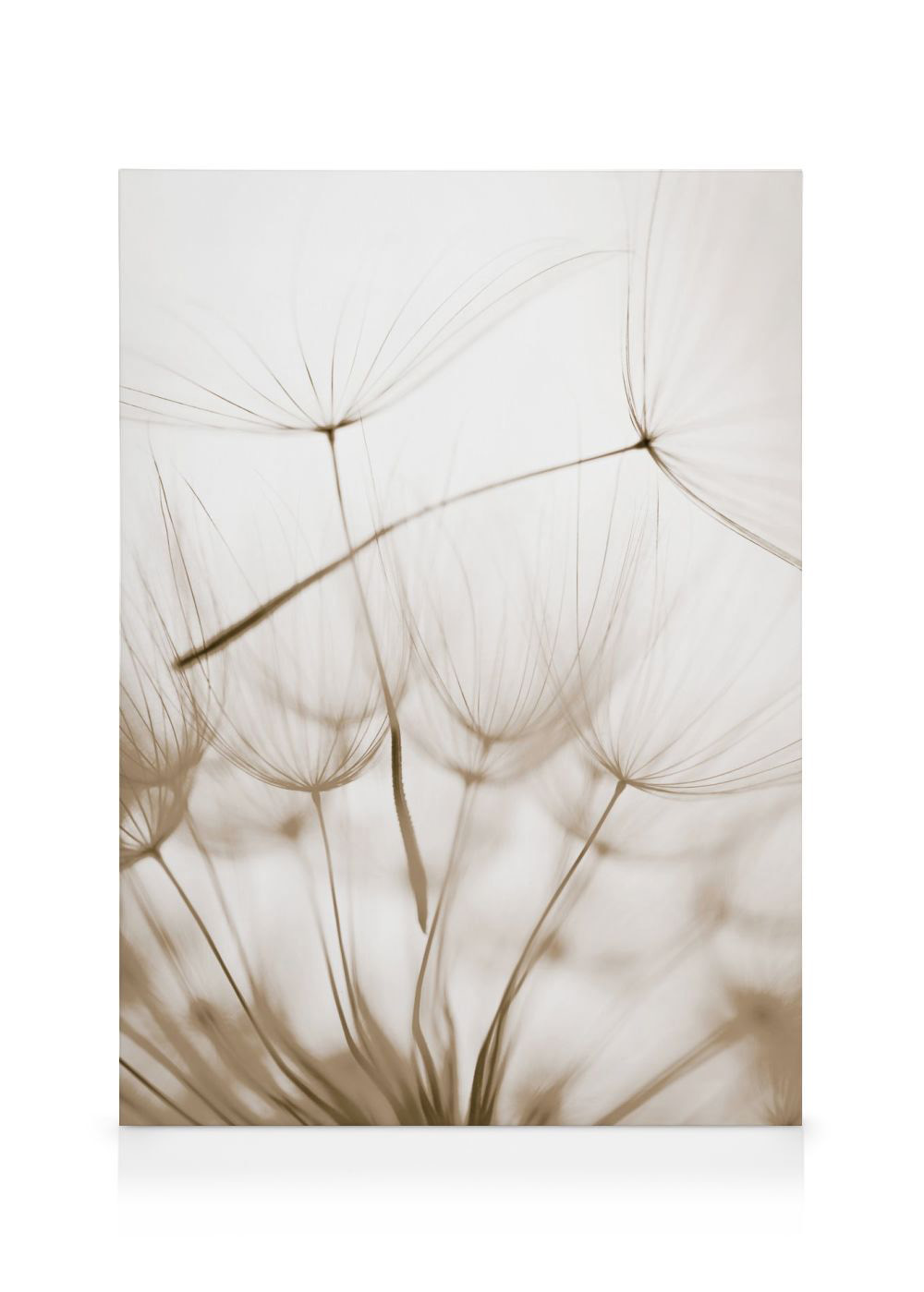 Dandelion Seeds Canvas | Dandelion Seeds Airy Sepia Close-Up | Poster ...