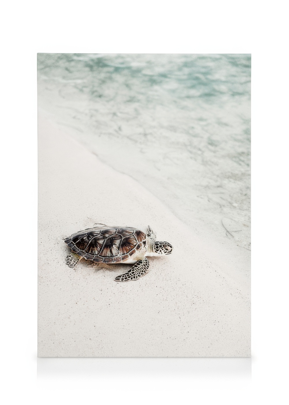 Turtle on the Beach Canvas | Turtle Canvas Wall Art | Poster Store USA