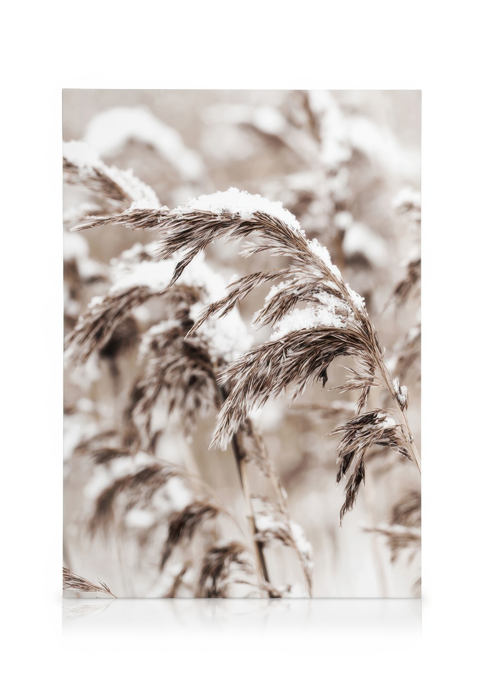 Snowy Reed Canvas | Snowy Reed Winter Prints | Poster Store Australia