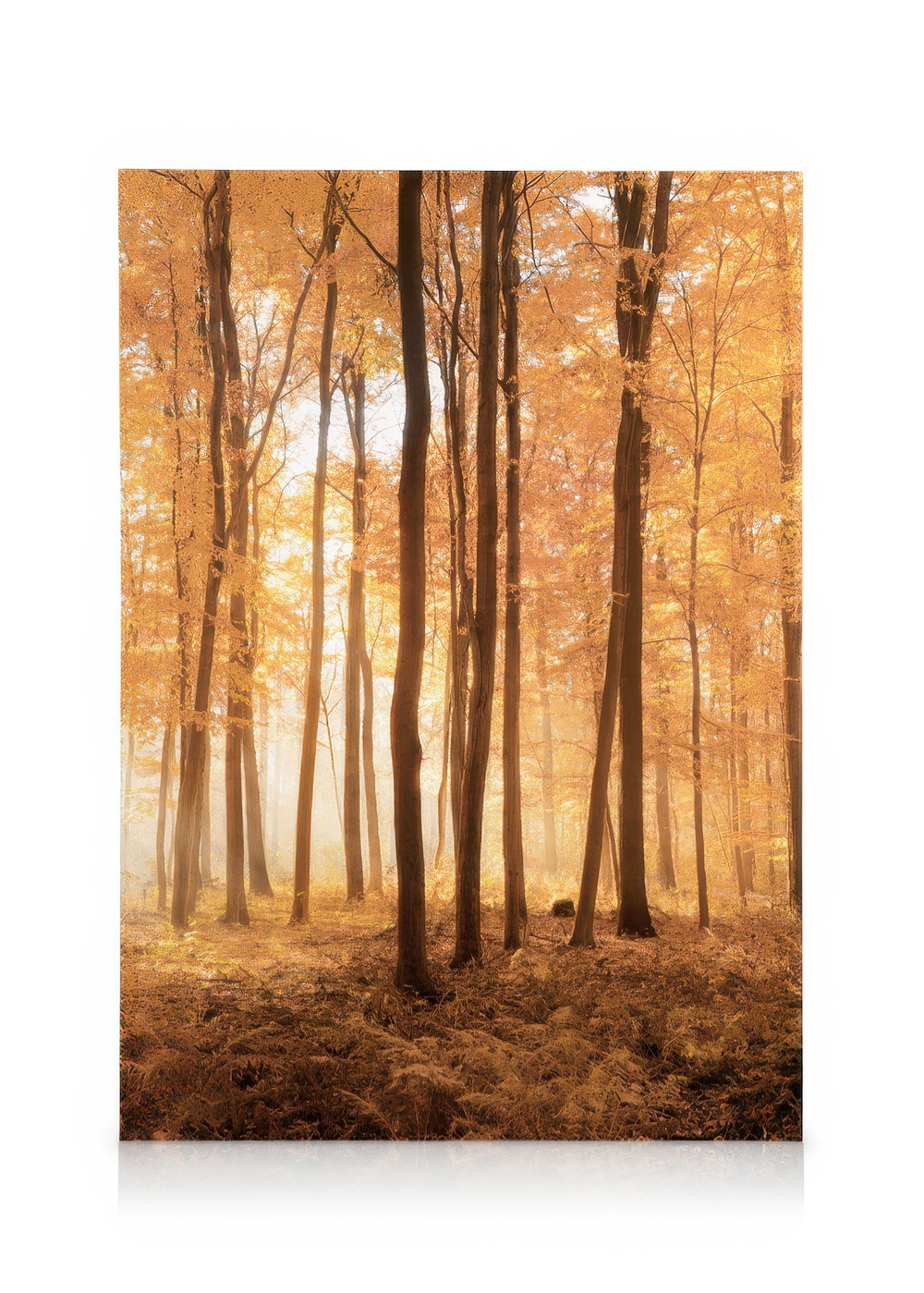 Autumn Trees Canvas | Autumn Morning Leaves Wall Art | Poster Store ...