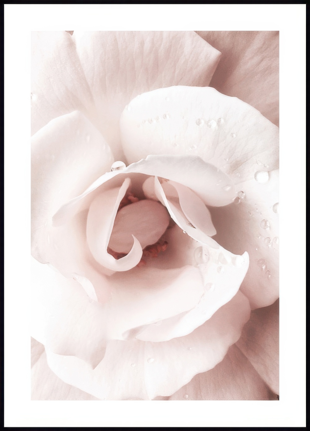 Dreamy Rose Poster with Romantic Flower Design | Poster Store UK
