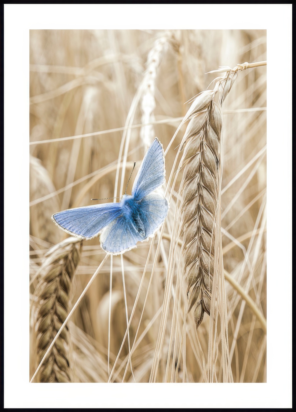 Butterfly Barley Poster | Wheatfield Wall Art | Nature Decor by Poster ...