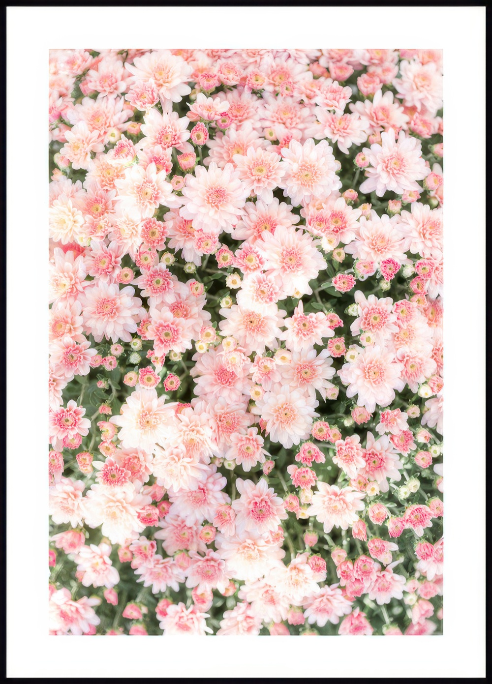 Pink Mums Poster | Light Pink Clustered Mums Flowers with Darker Pink ...