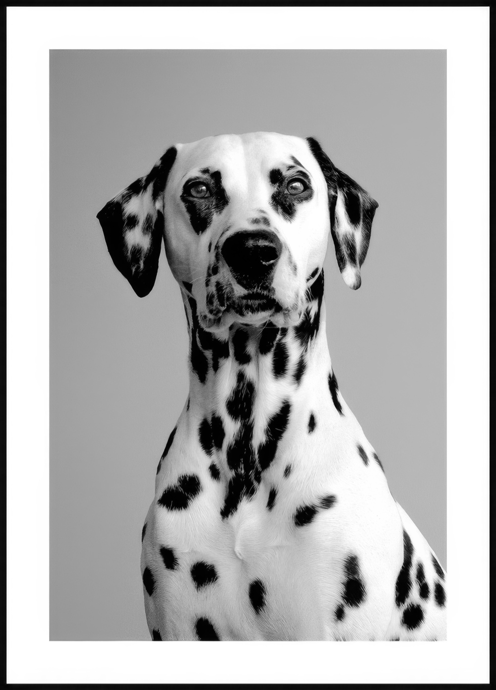 Dalmatian Poster | Dalmatian Poster for Stylish Home Decor | Poster ...