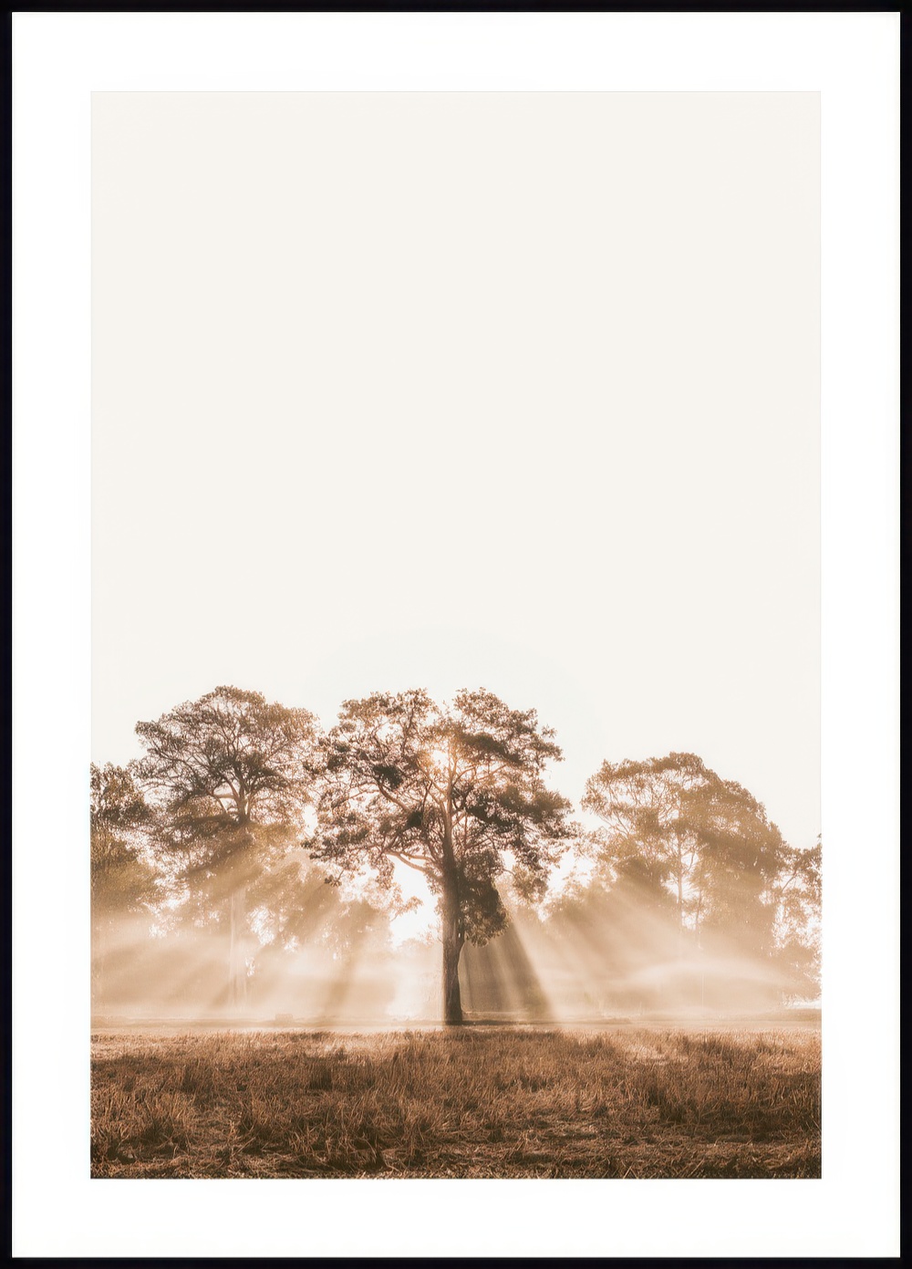 Sunlight Through Tree Poster | Poster Sunlight Sepia | Poster Store ...