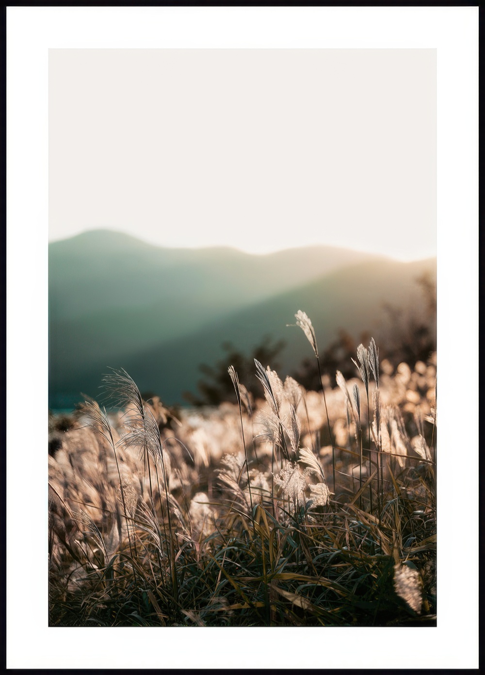 Sunlight Grass Poster | Dreamy Golden Light Grassland Print | Poster ...
