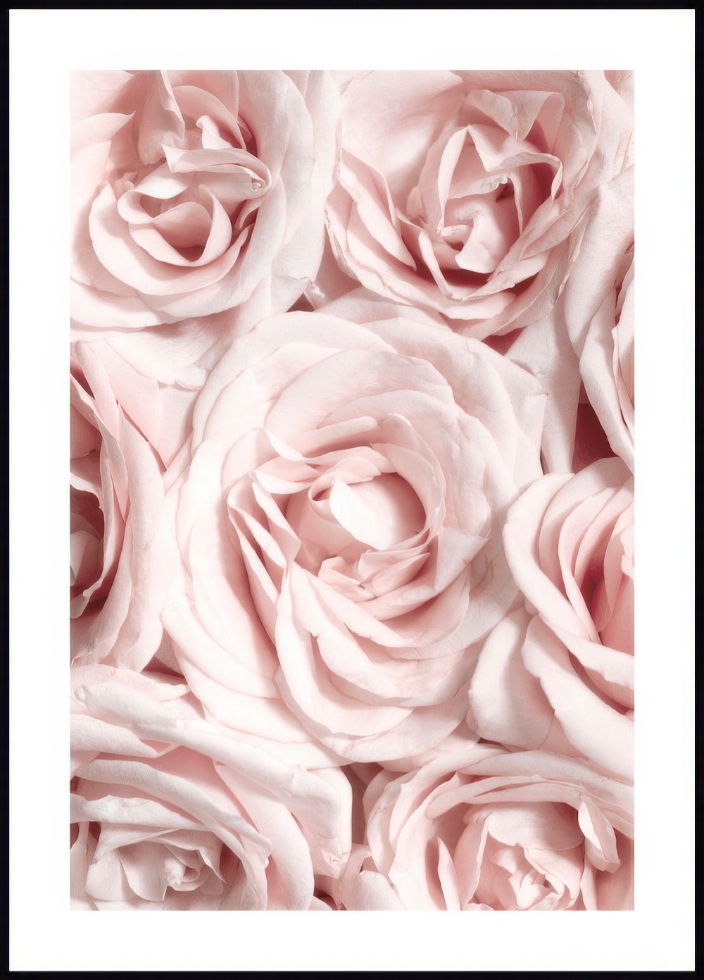 Wall of Roses Poster | Delicate Pink Rose Art Print | Poster Store New ...