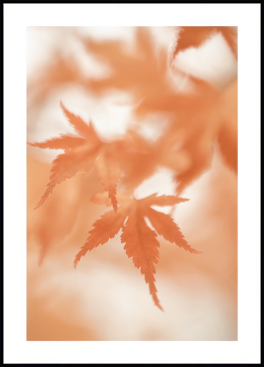 Japanese Maple Leaves Poster | Japanese Maple Leaves with Delicate ...