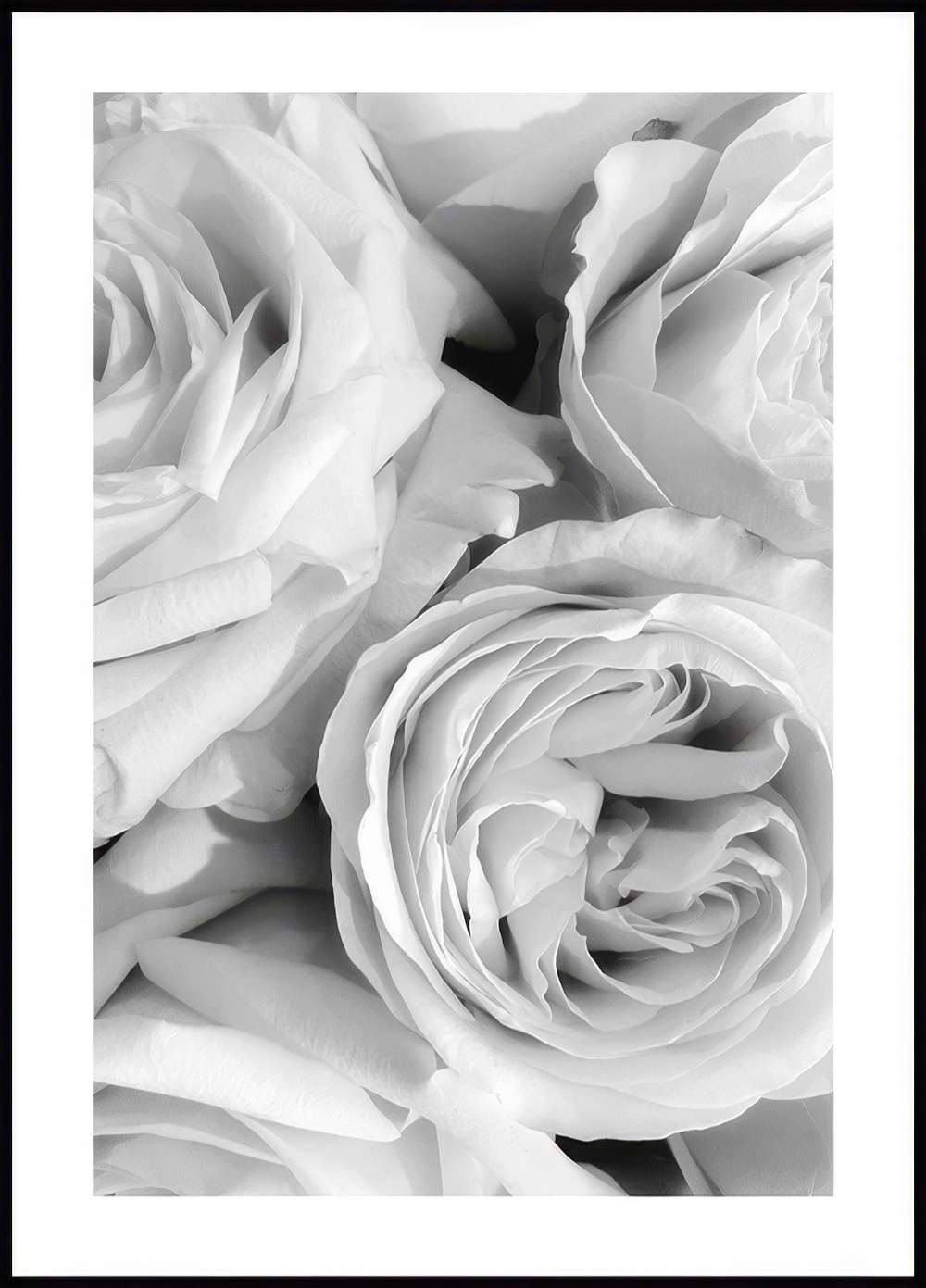 Monochrome Roses Poster | Monochrome Roses Art for Elegant Decor ...