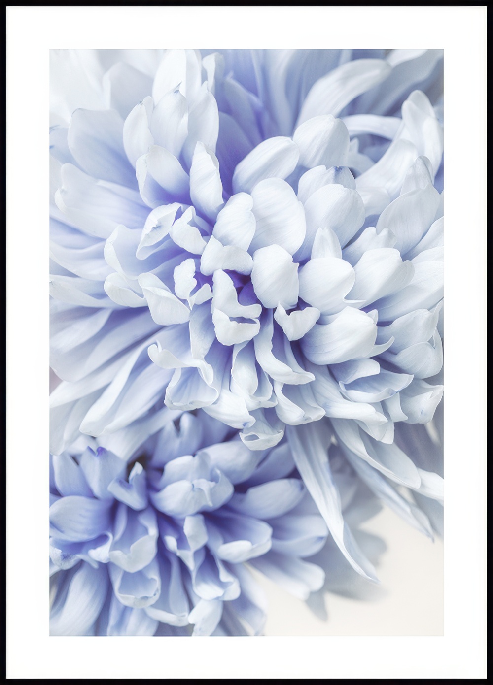 Póster de crisantemos azules | Arte floral detallado y delicado ...