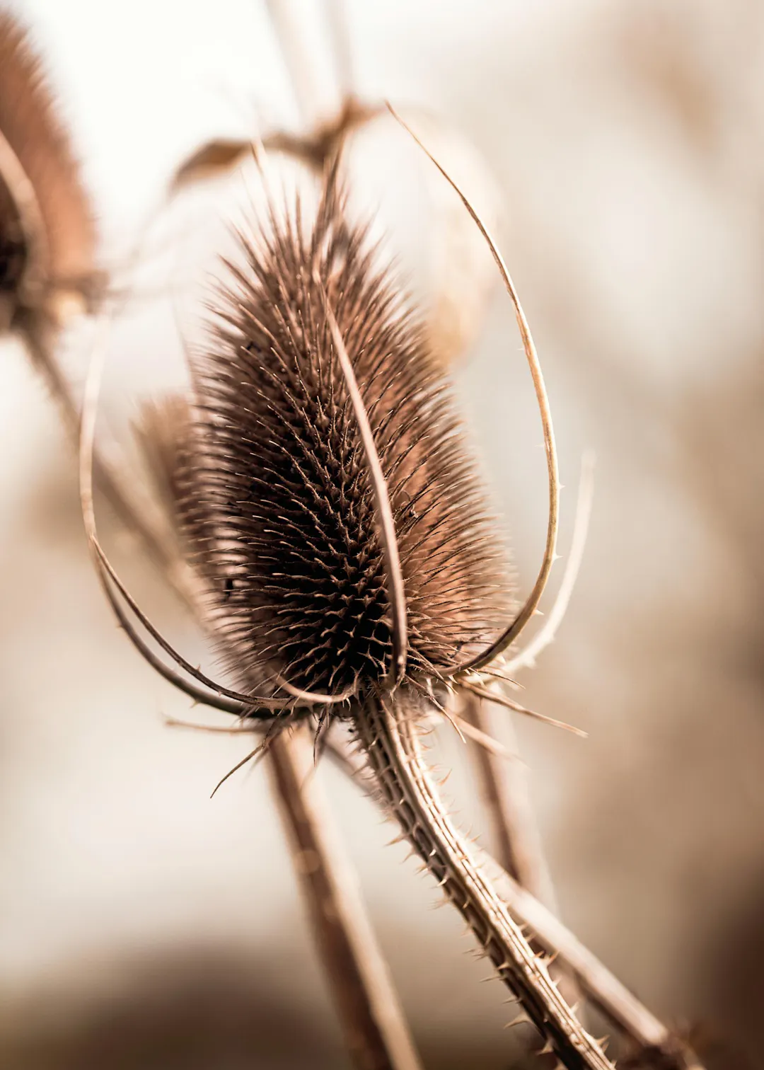 Old Wood Texture Poster with Natural Patterns | Poster Store UK