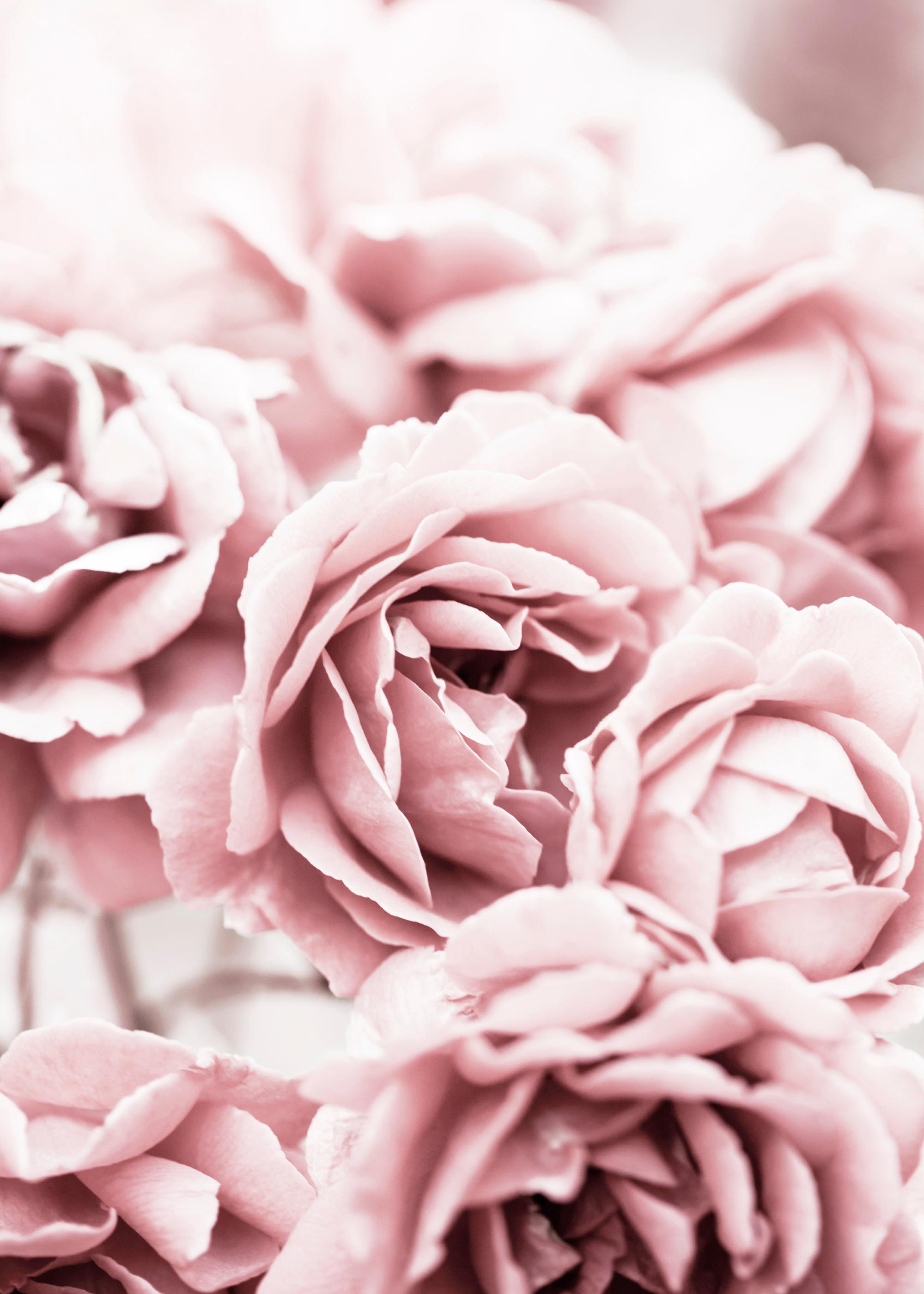 Blühende Rosa Rosen Poster mit Blumen Fotografie | Poster Store CH