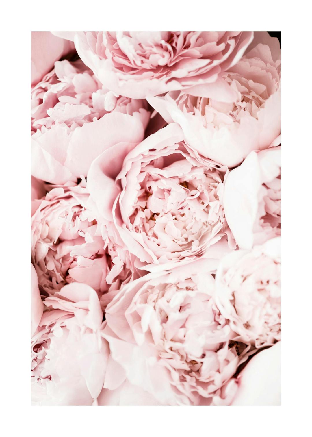 Pink Roses Poster with Soft Pink Roses Art | Poster Store US