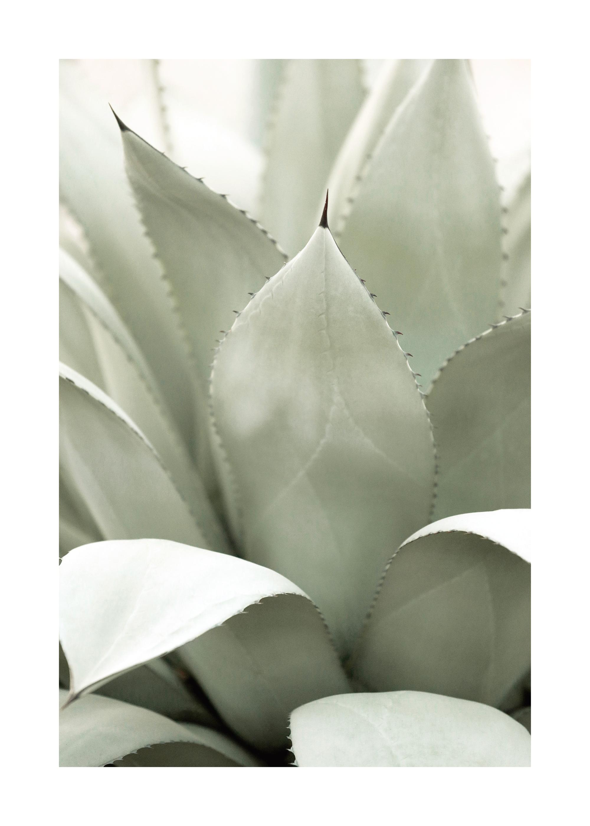 Agave Plant Poster with Succulent Art | Poster Store US