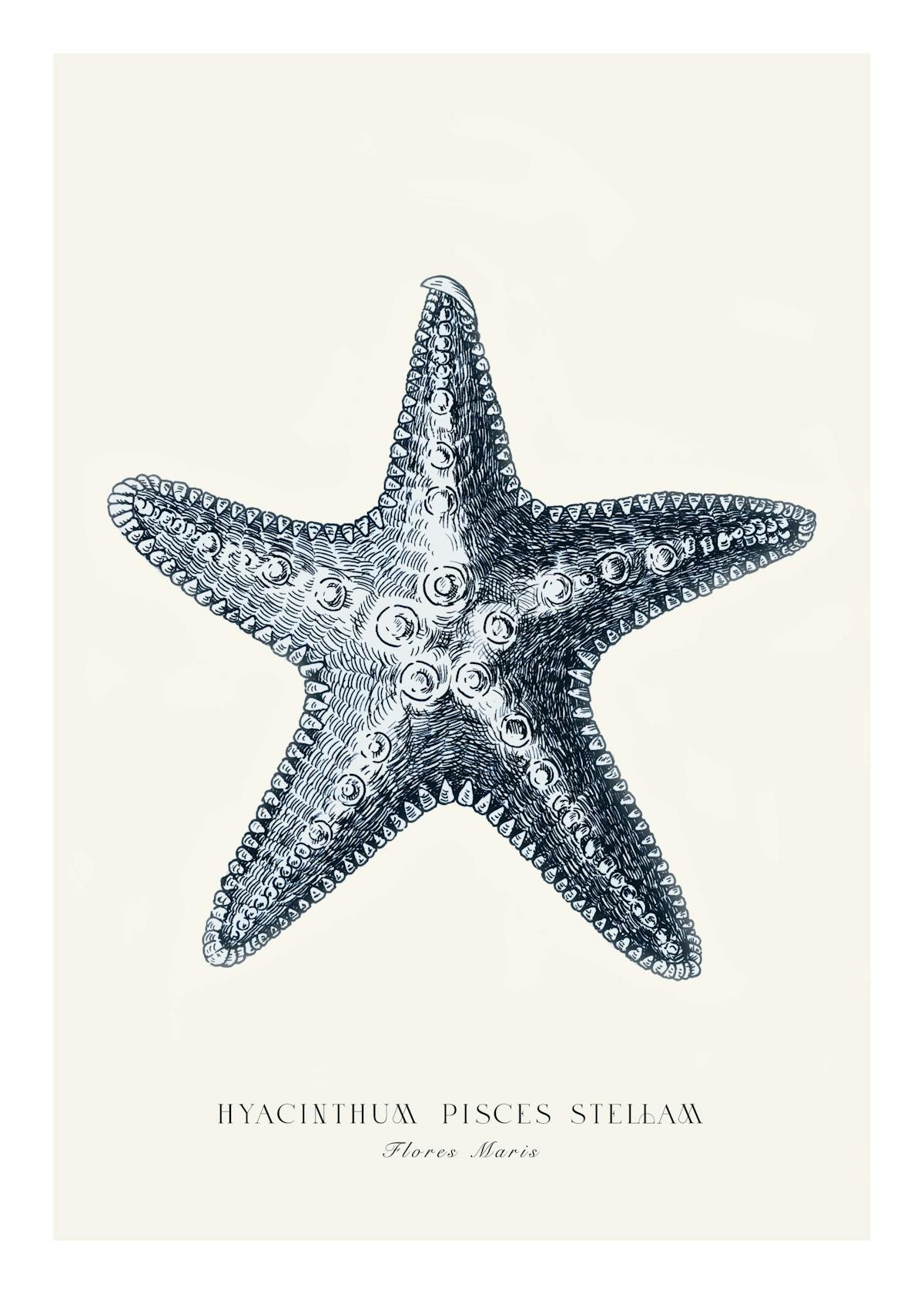 Blue Shells Poster with Sea Illustration | Poster Store CA