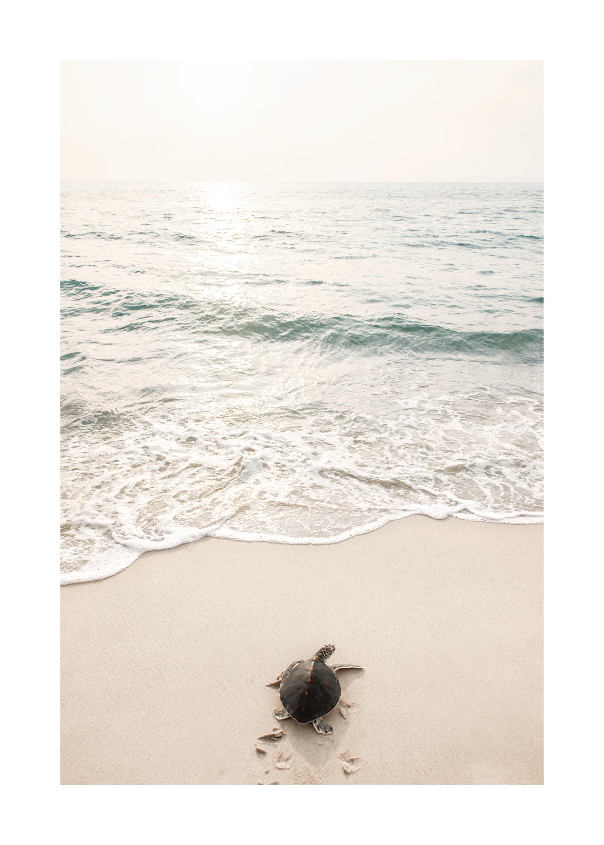 Sea Turtle Poster with Beach Vibes | Poster Store UK