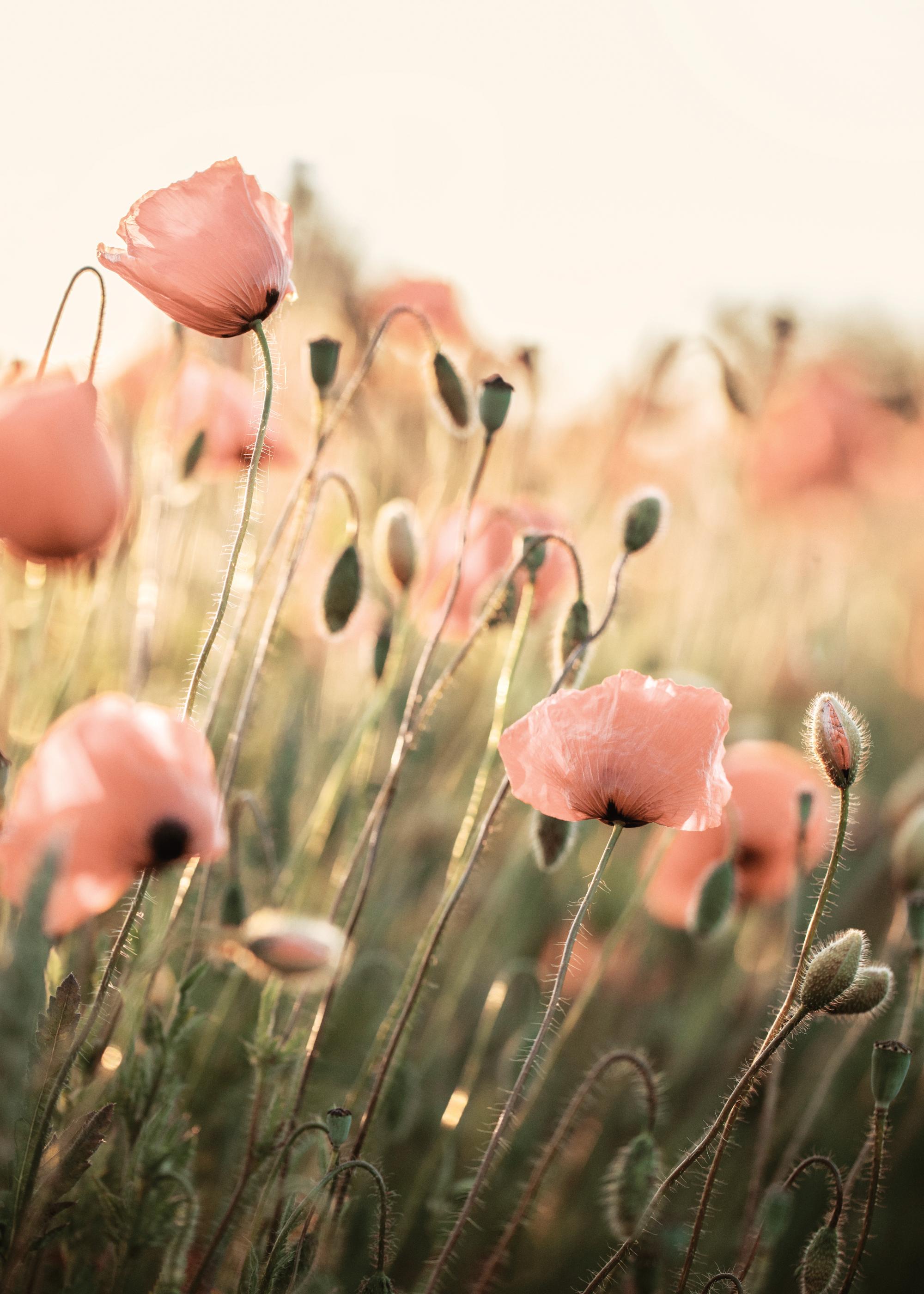 Papavero rosa poster floreale da campo | Poster Store IT