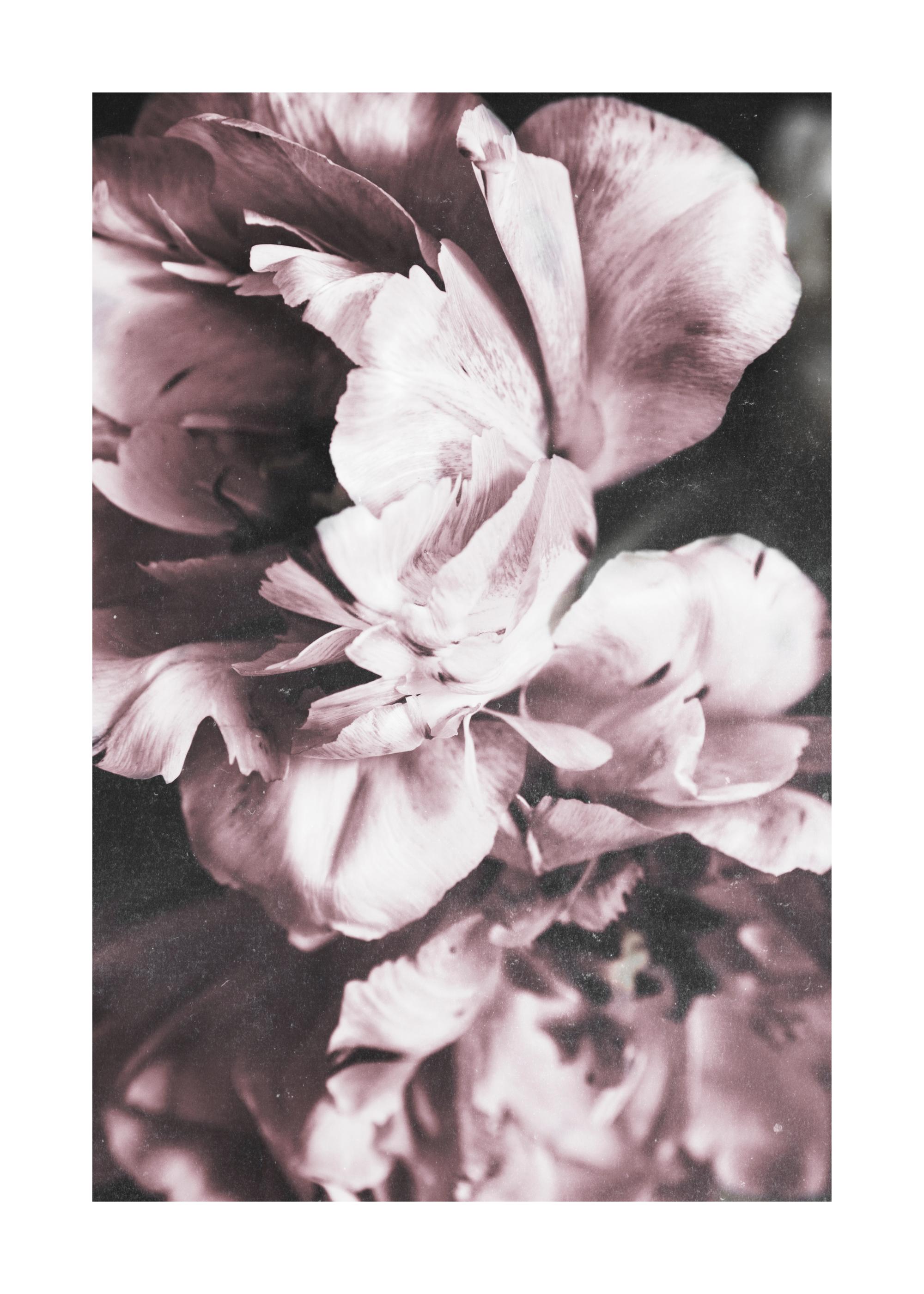 Tulip Dream Poster with Vintage Flower Style | Poster Store CA