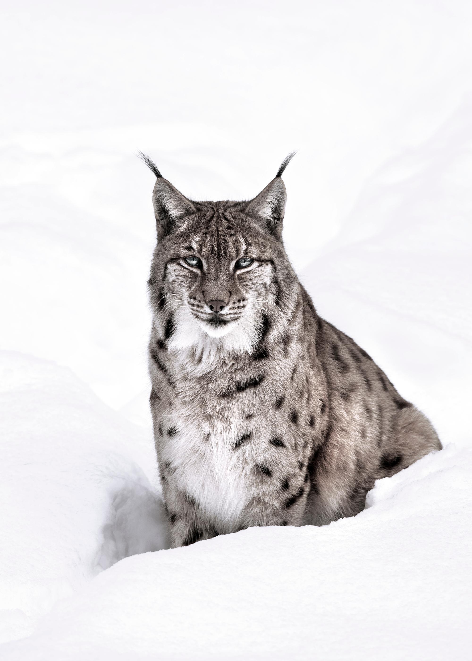 Snow Lynx Poster with Wildlife Photography | Poster Store NZ