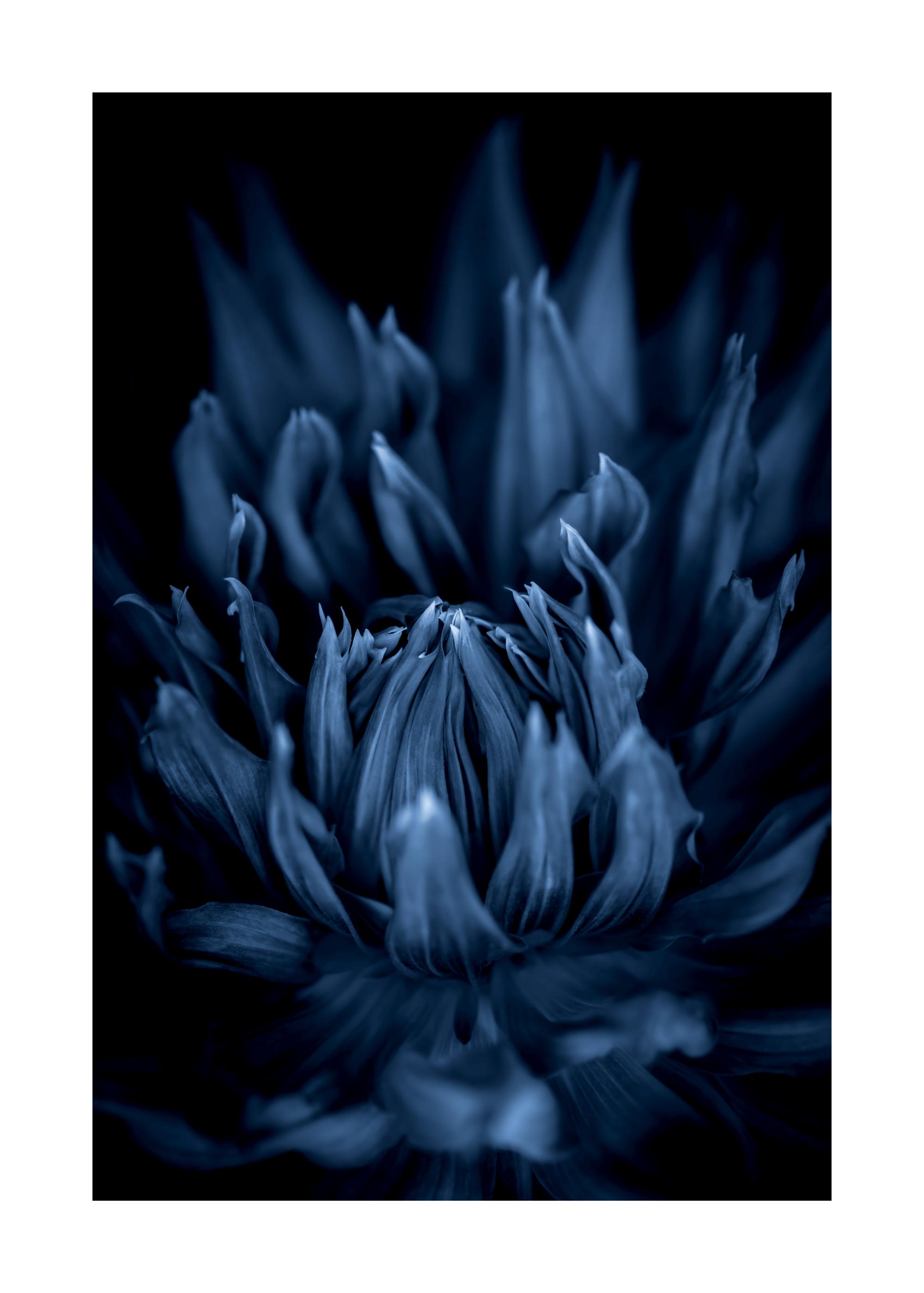 Dalia Azul Póster con flor azul elegante | Poster Store US