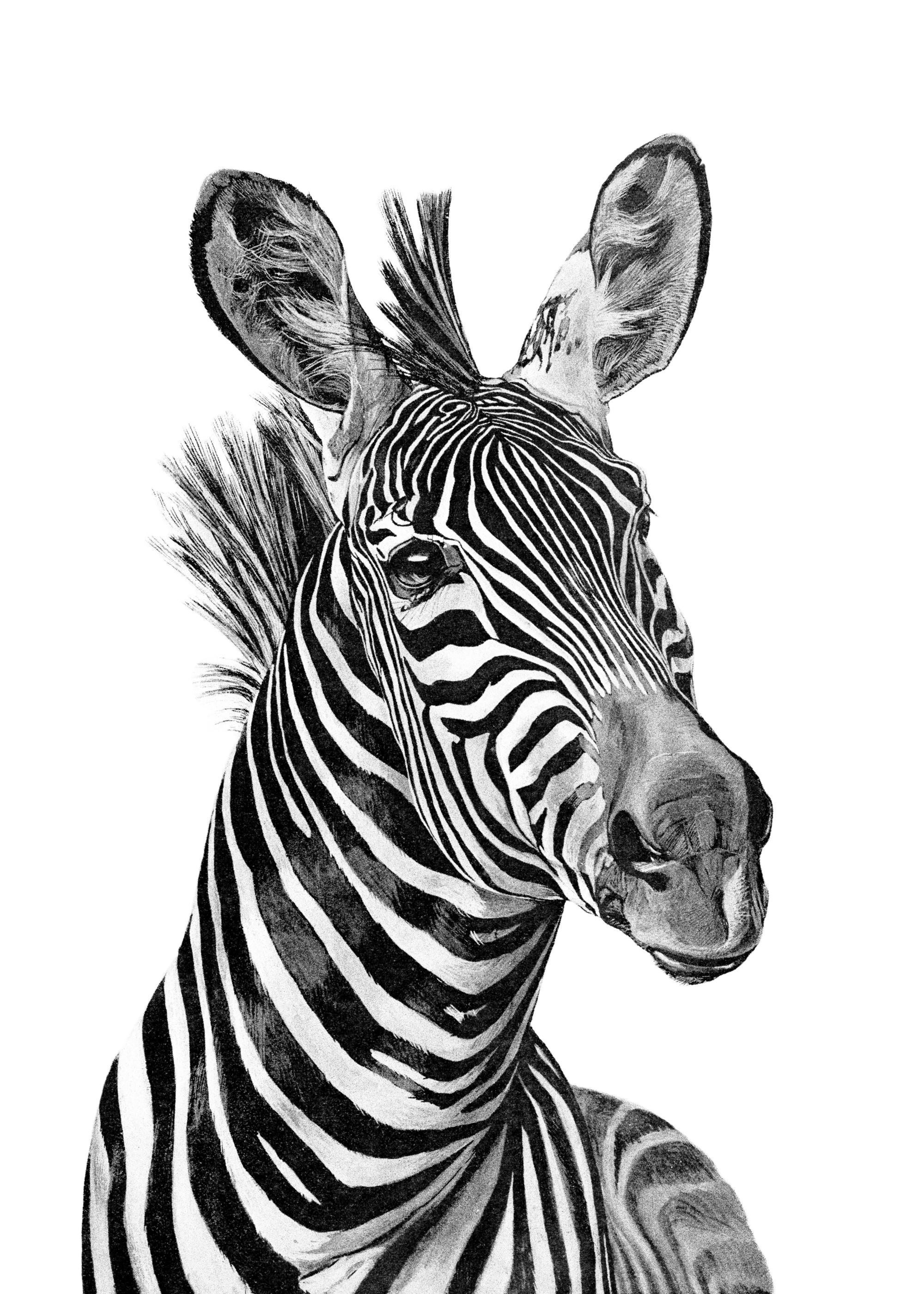 Zebra Black And White Poster | Black and White Animal Poster | Poster ...