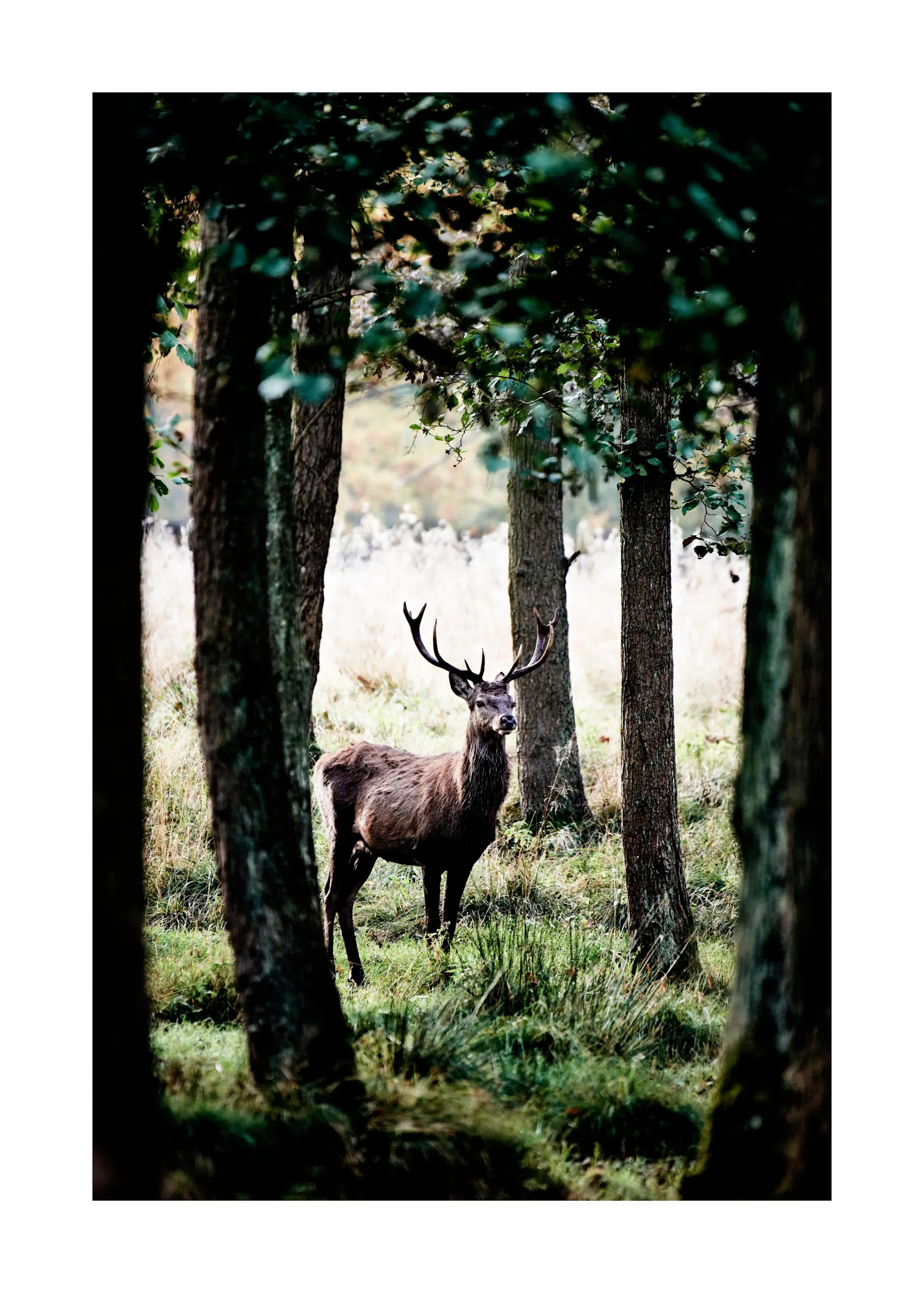 Posters d’animaux - Achat de posters d'animaux