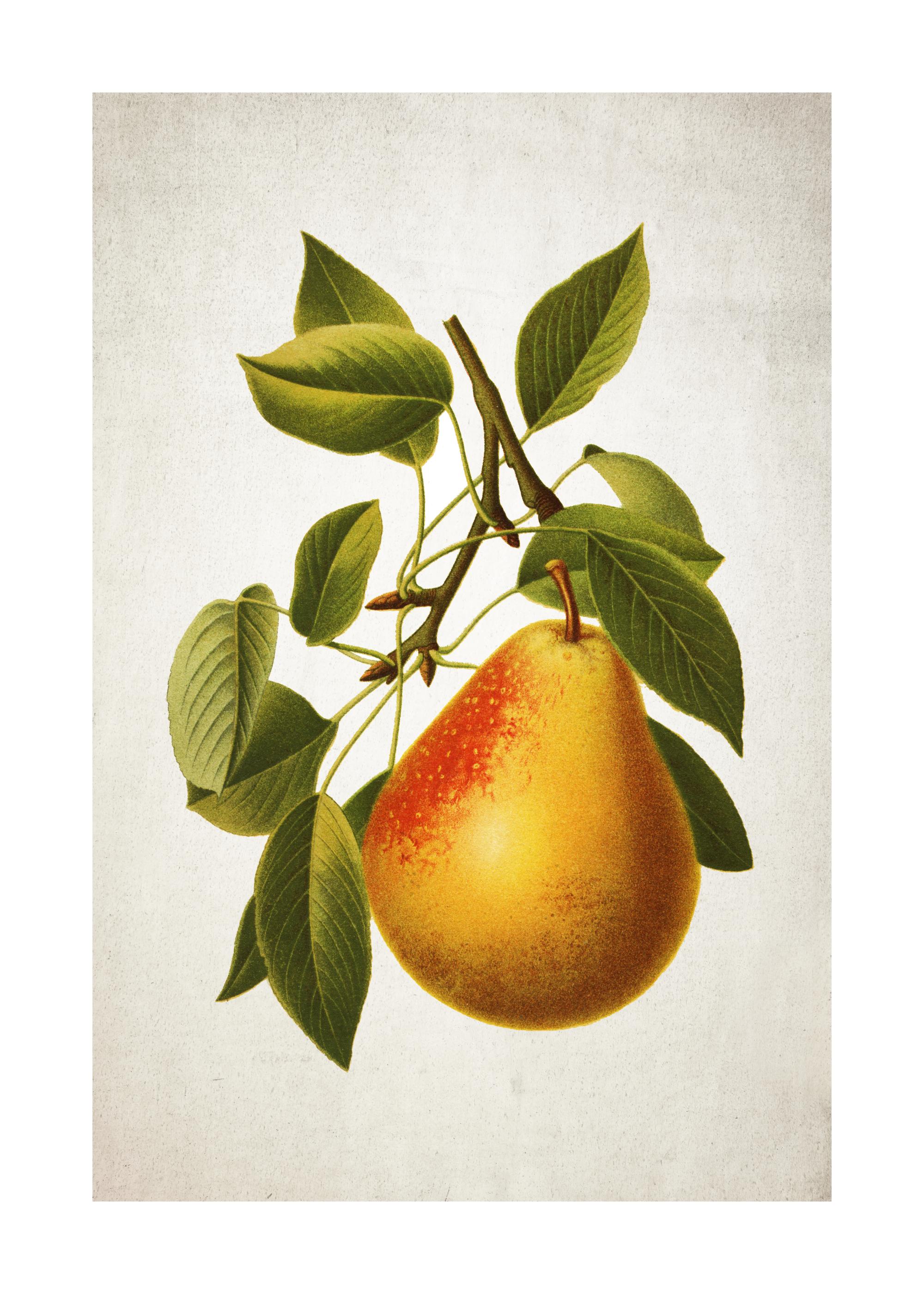 Pear Poster with Kitchen Art Style | Poster Store US