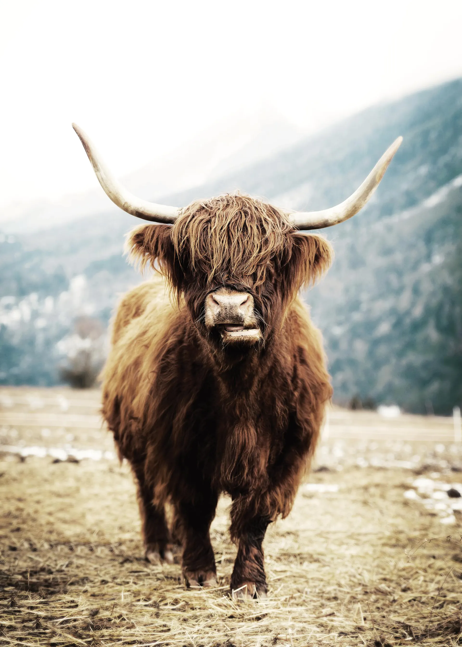 Highland Cattle Poster Scottish Animal | Poster Store NZ