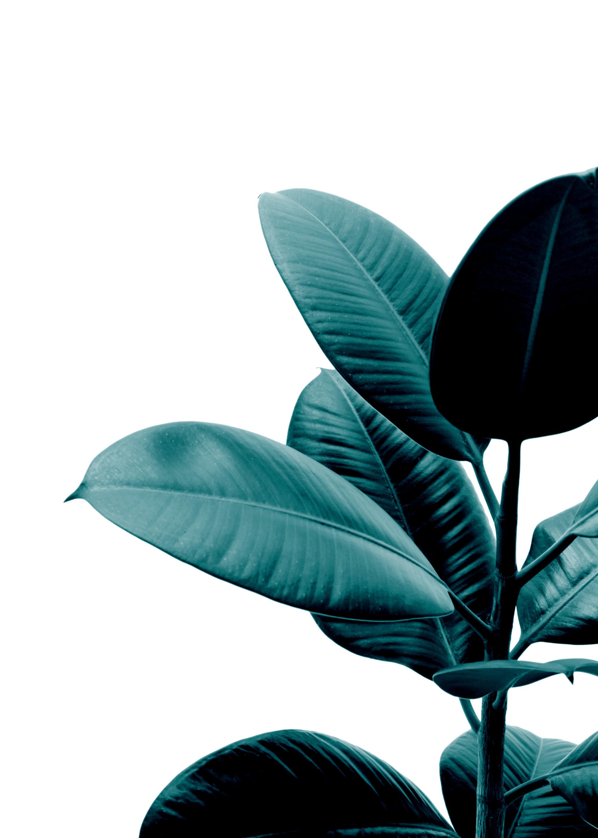 Green rubber plant botanisches Poster | Poster Store AT