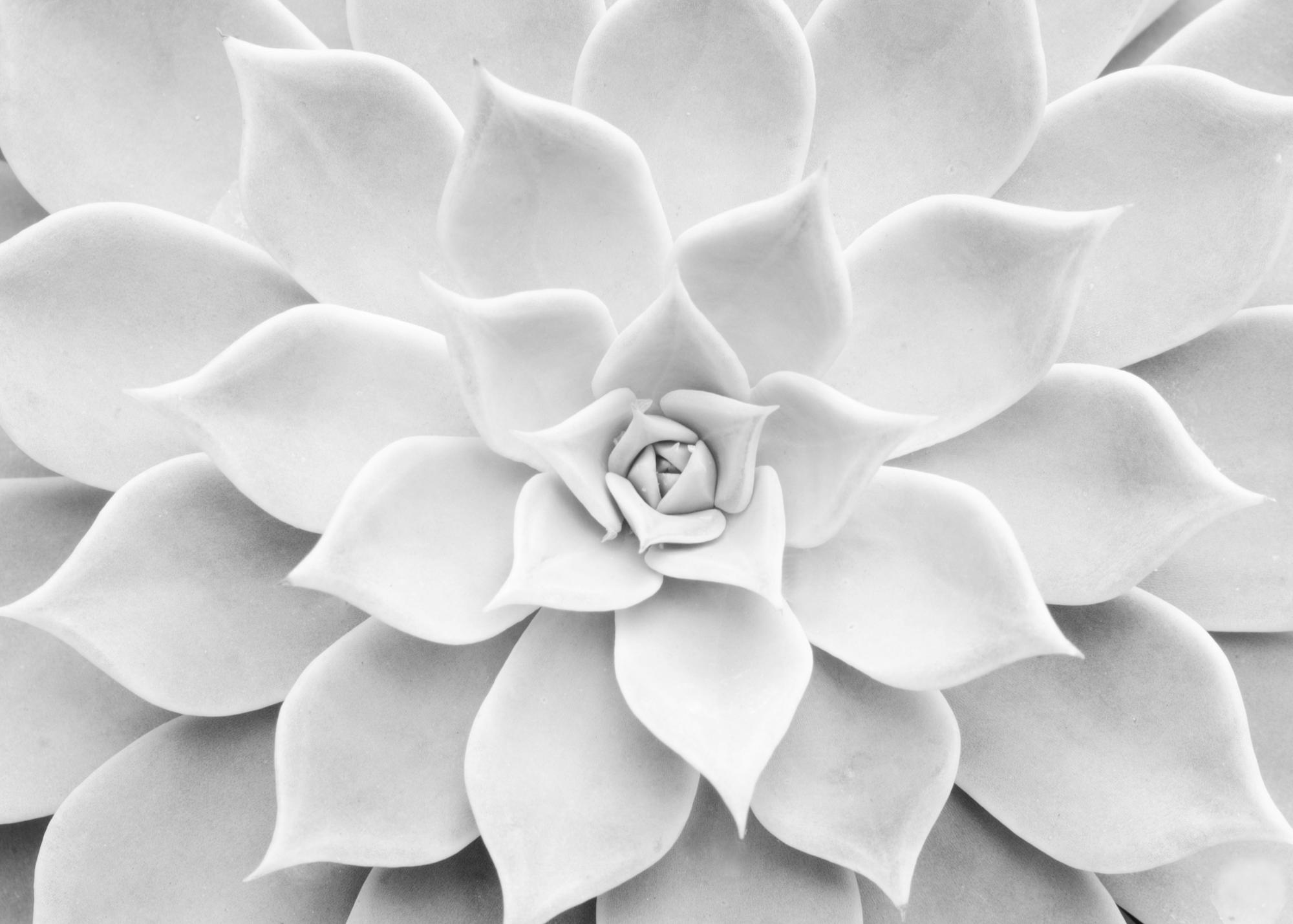 White Succulent Poster with Black and White Botanical | Poster Store NZ