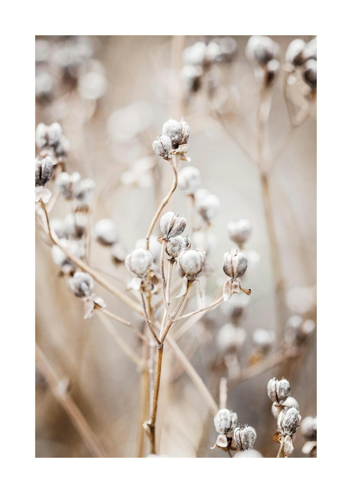 Dry Allium Flowers Poster with Botanical Photography | Poster Store CA