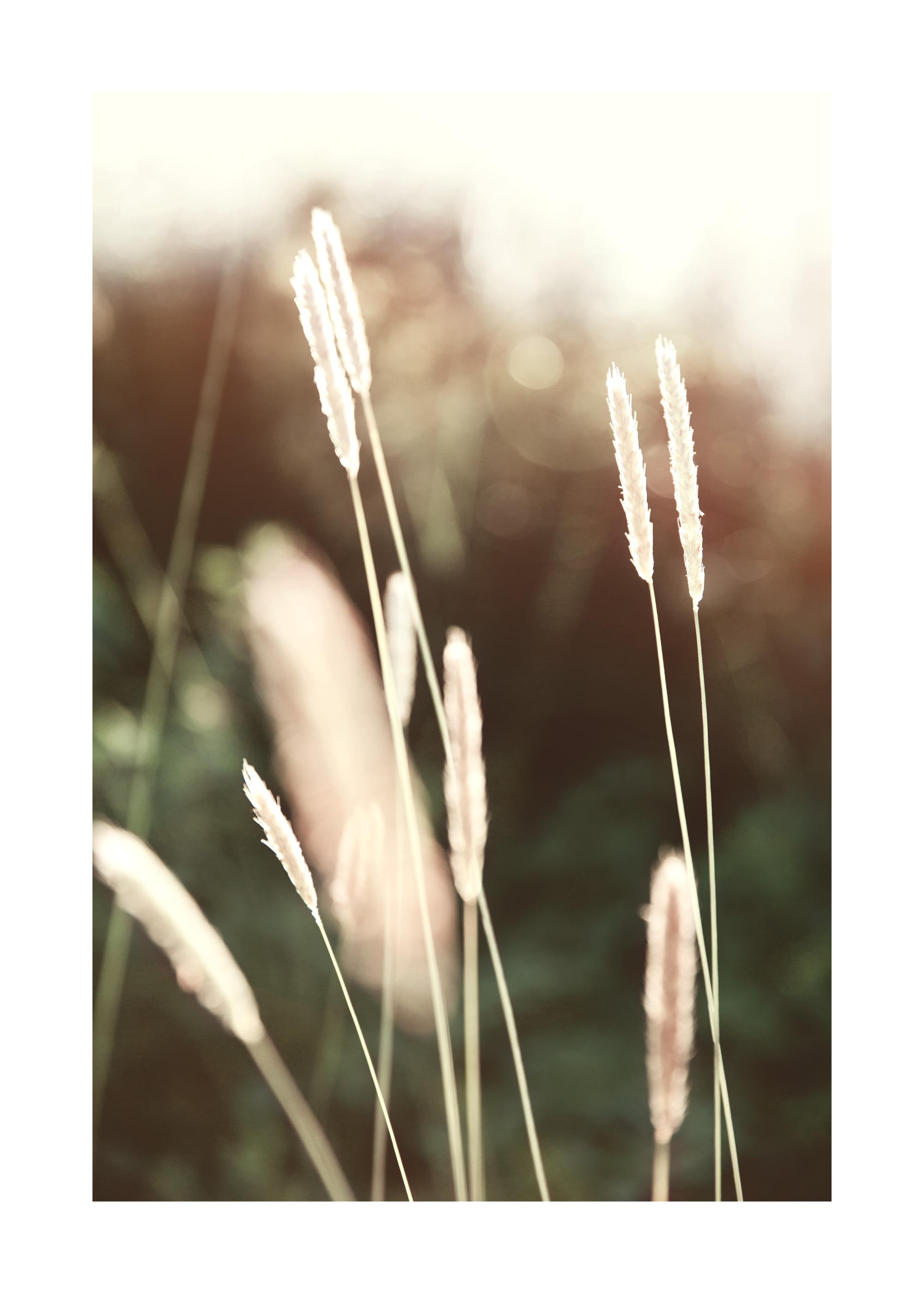 Zomeravond Veld natuur poster | Poster Store NL