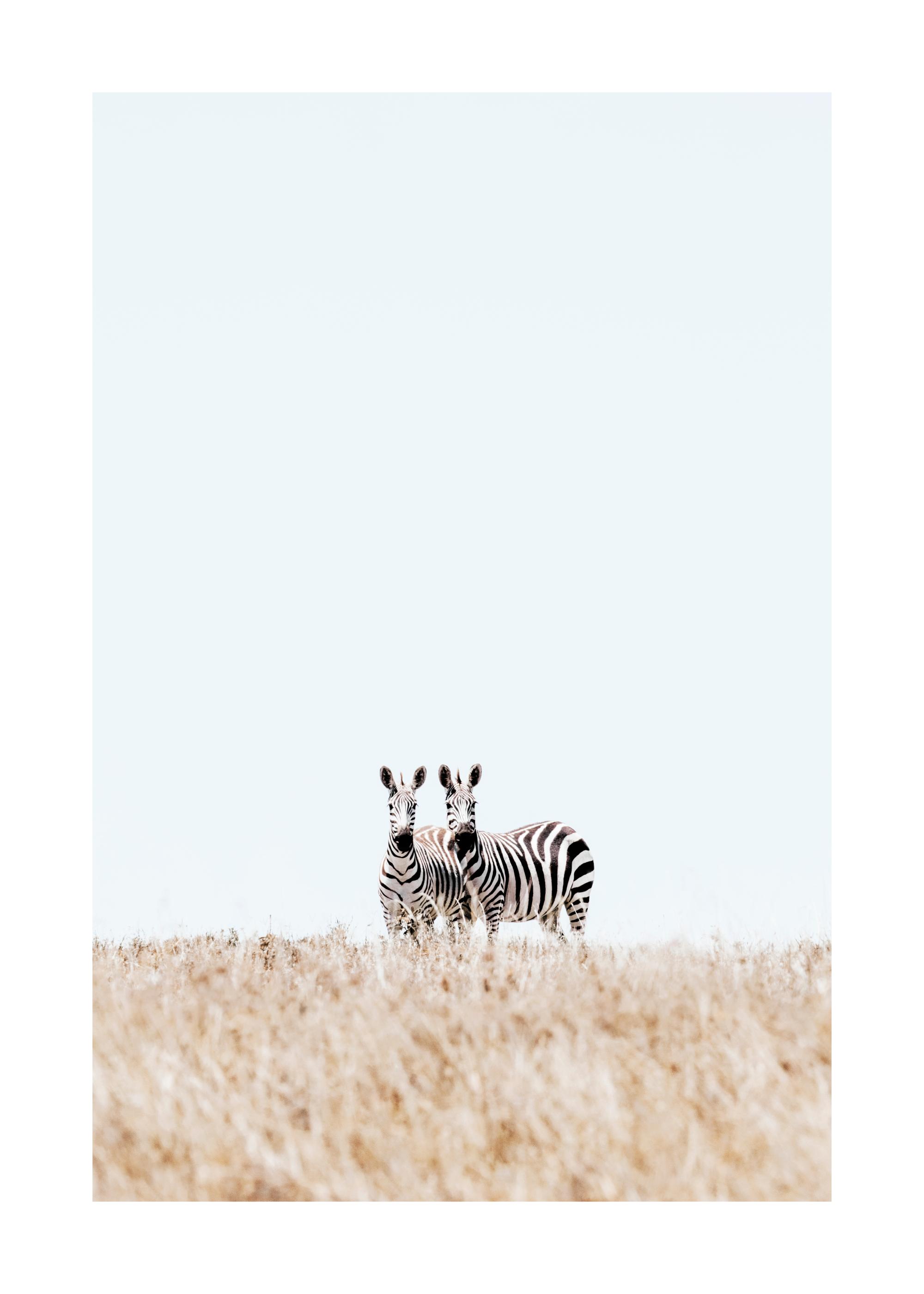 Pareja de Cebras Póster arte minimalista | Poster Store ES
